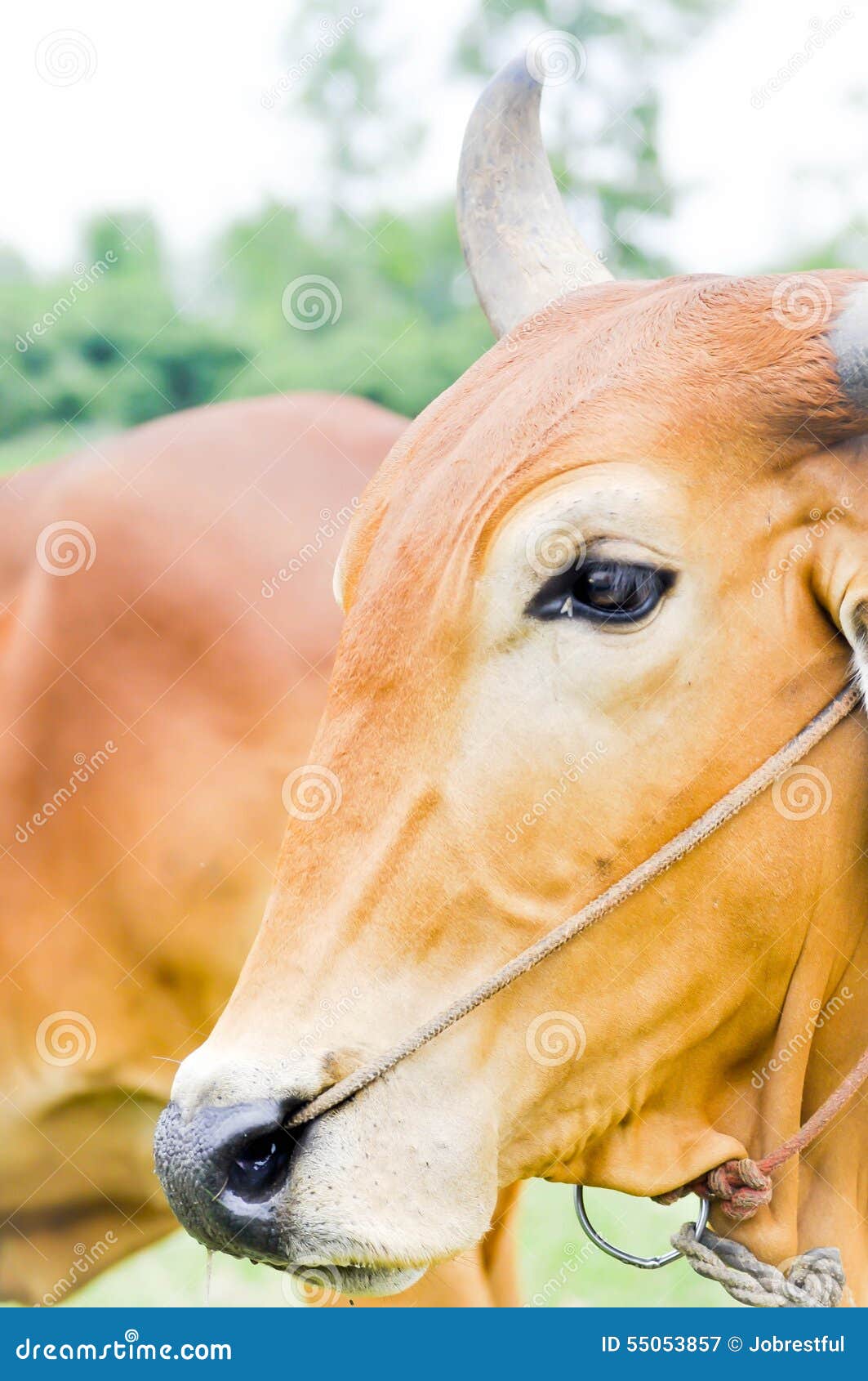 American Brahman Cow stock image. Image of breeding, closeup - 55053857