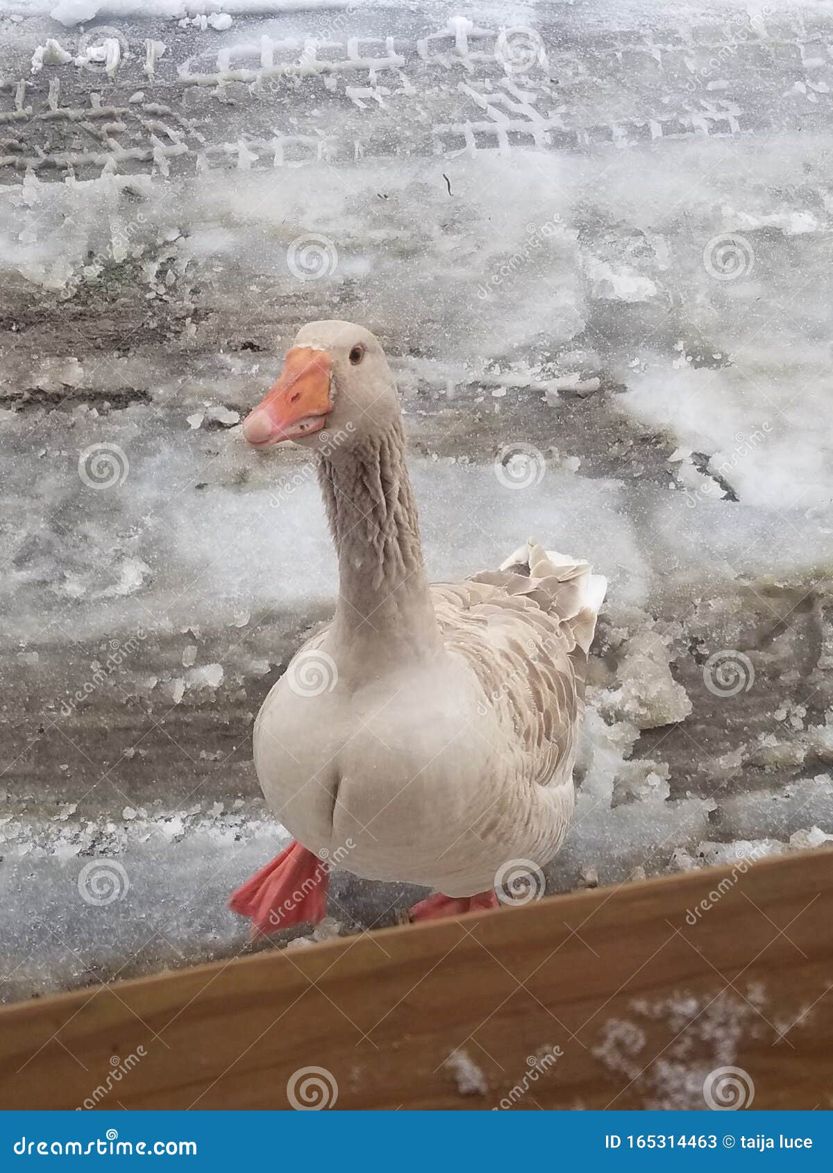 American buff goose stock image. Image of goose, buff - 165314463