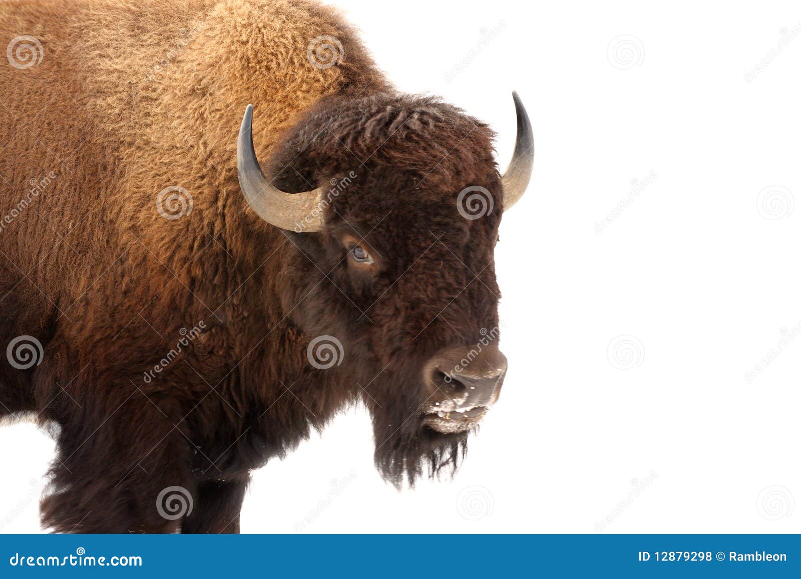 American Buffalo stock photo. Image of bison, snow, buffalo - 12879298