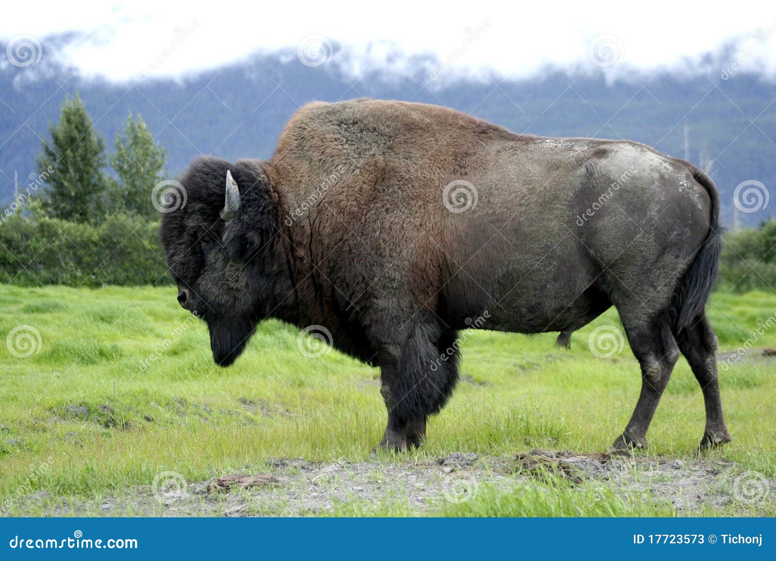 American buffalo stock image. Image of alaska, kenai - 17723573