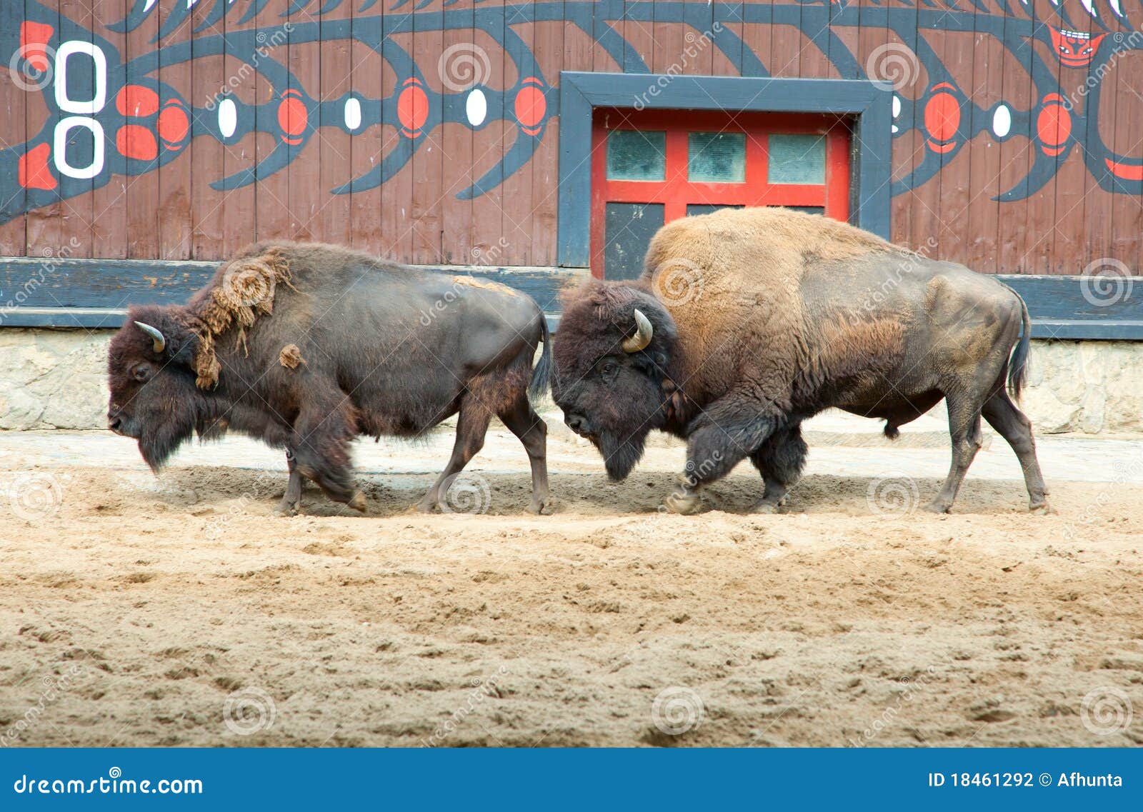 American buffalo stock photo. Image of meadow, prairie - 18461292
