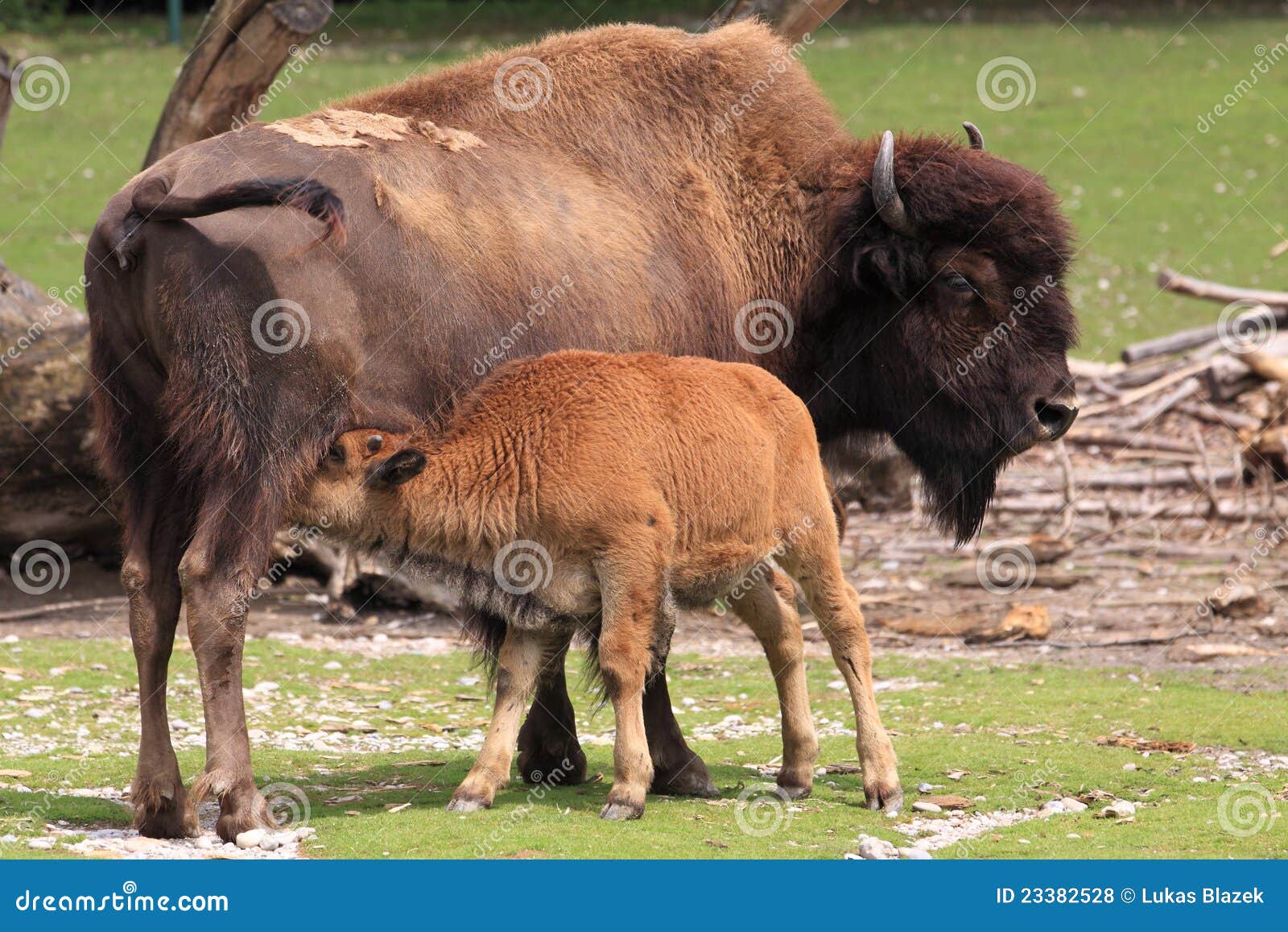 American buffalo stock photo. Image of grassland, adult - 23382528