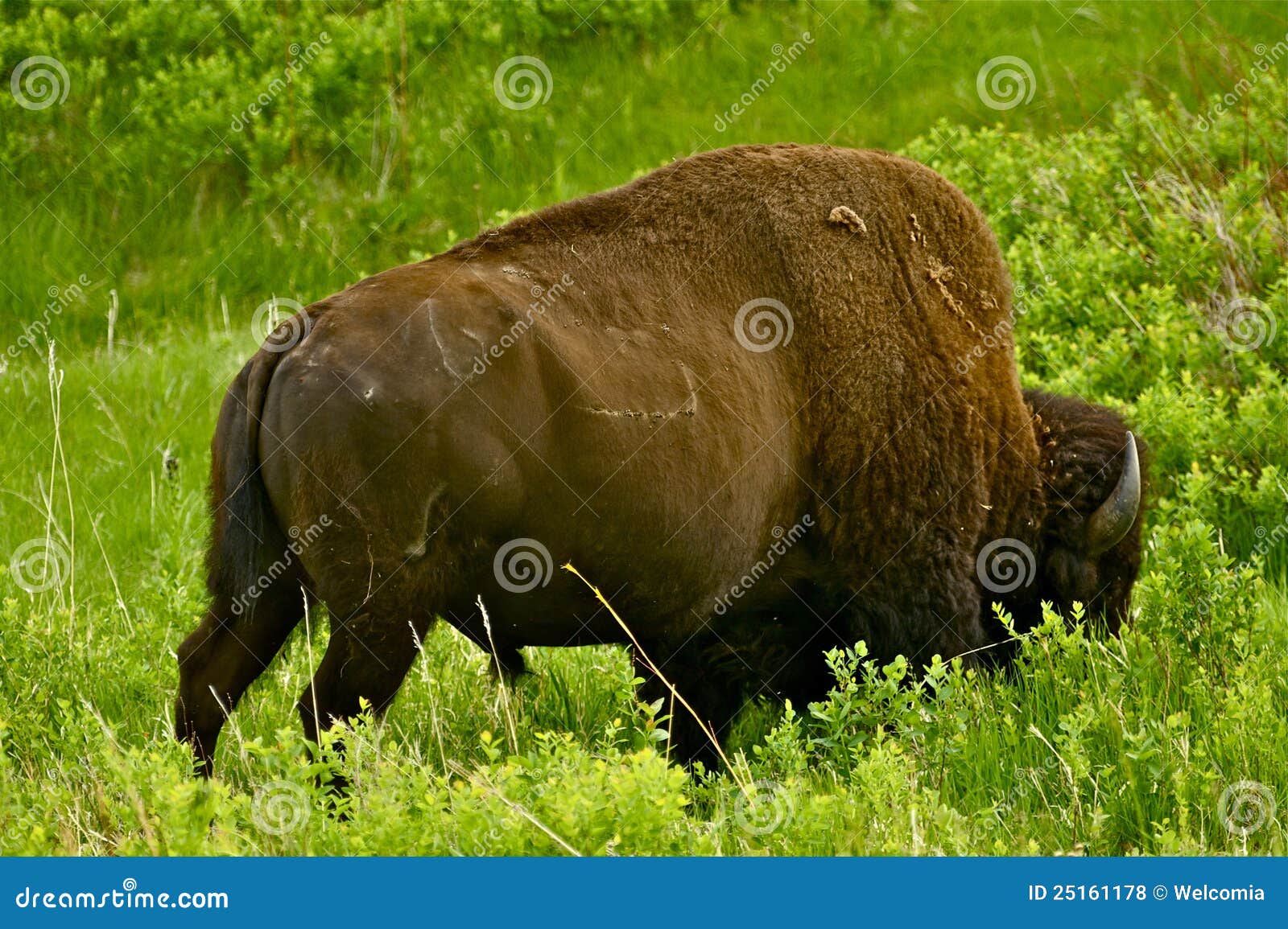American Buffalo stock photo. Image of park, plains, tatanka - 25161178