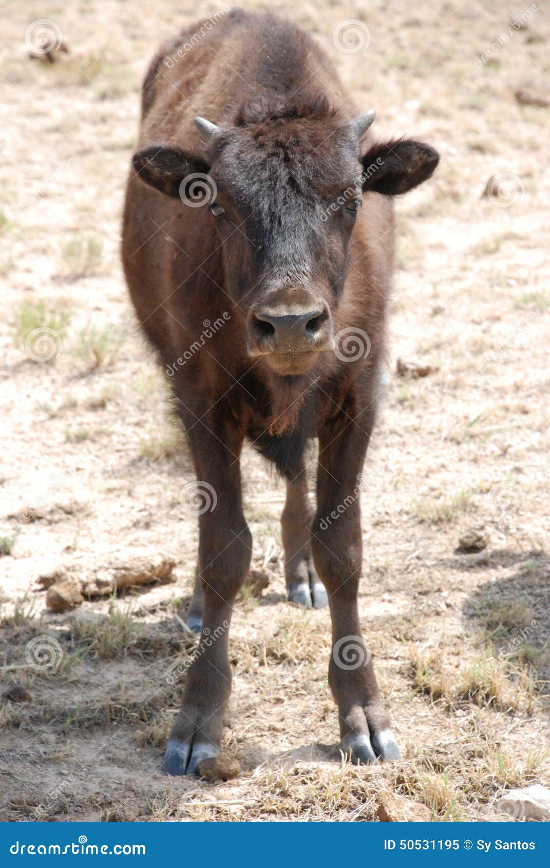 American Buffalo Bison Calf Stock Image - Image of yearling, baby: 50531195