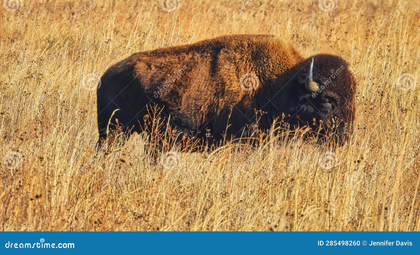 An American Buffalo Bison in the Fall Foliage of High Grass Stock Photo ...