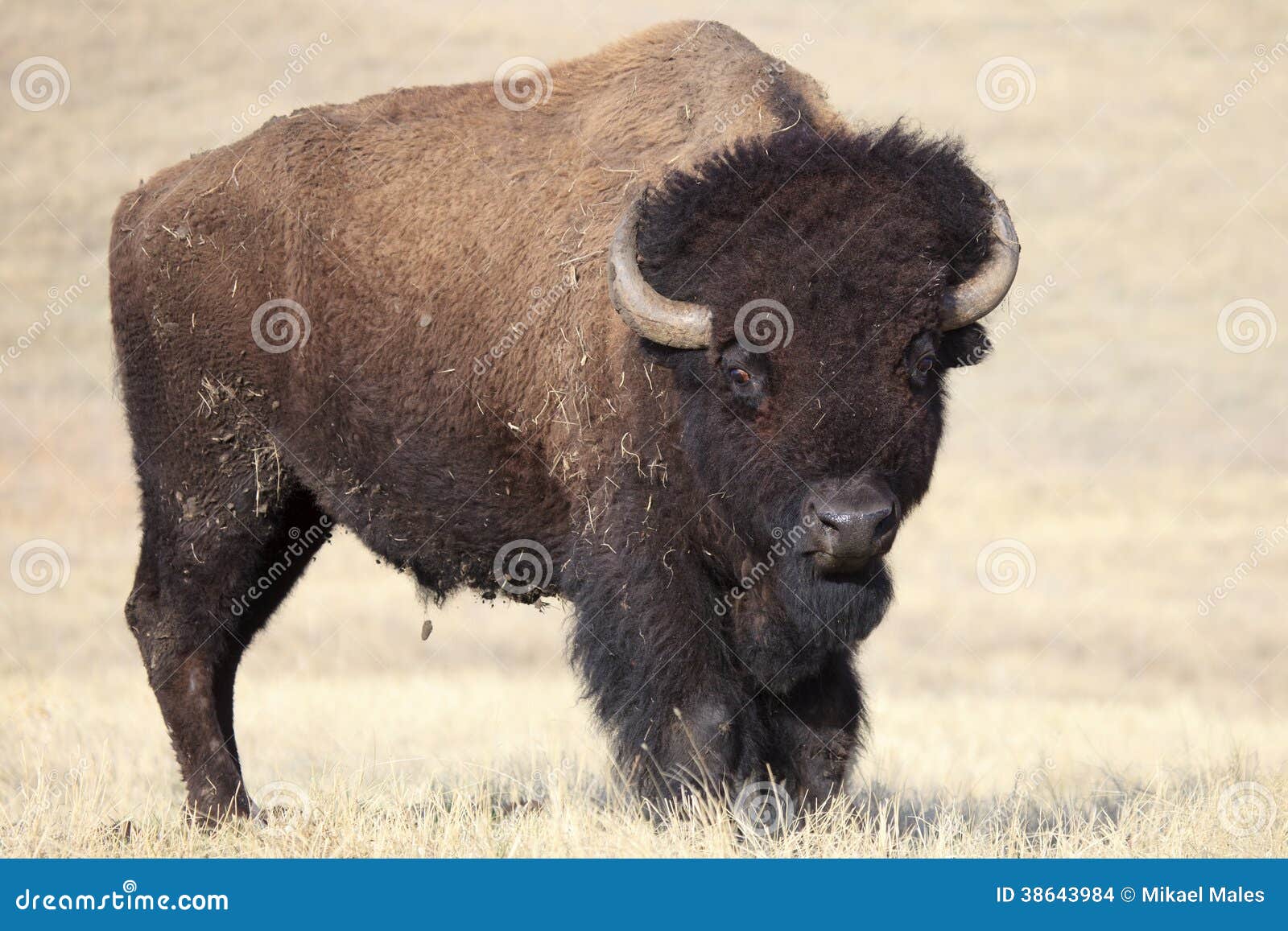 American Buffalo stock photo. Image of wildlife, horns - 38643984
