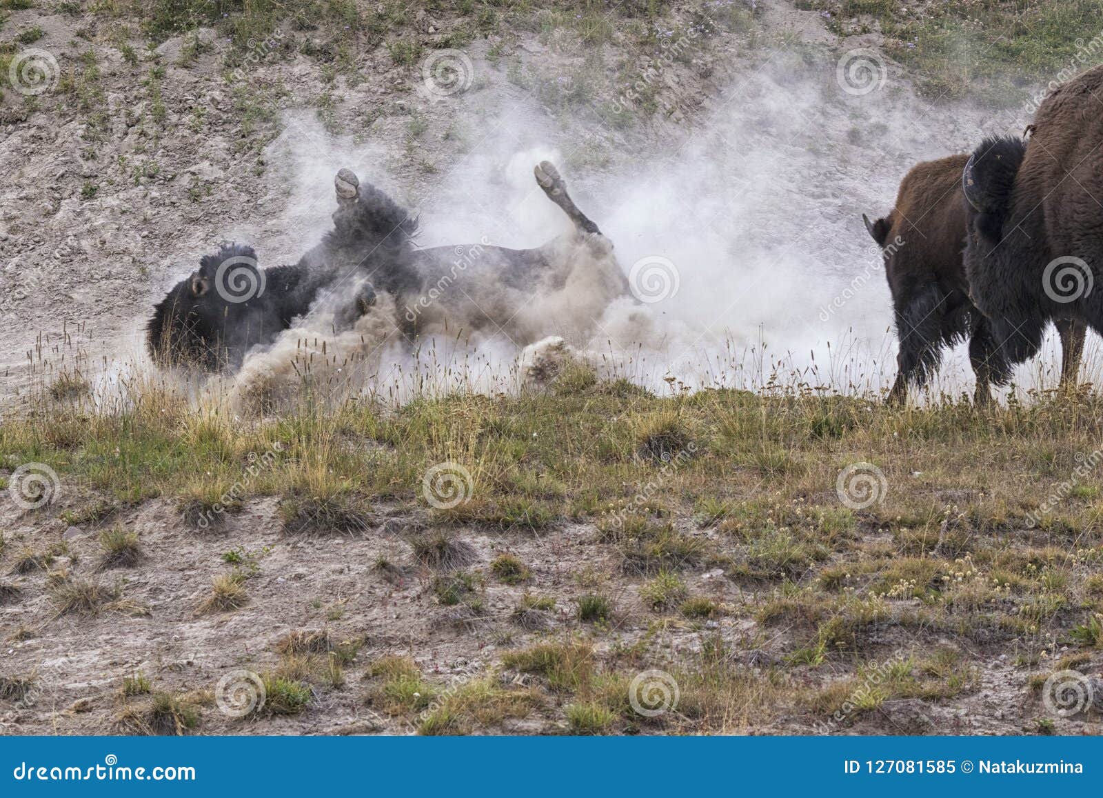 American Buffalo Bison Bison Stock Image - Image of bull, outdoors ...