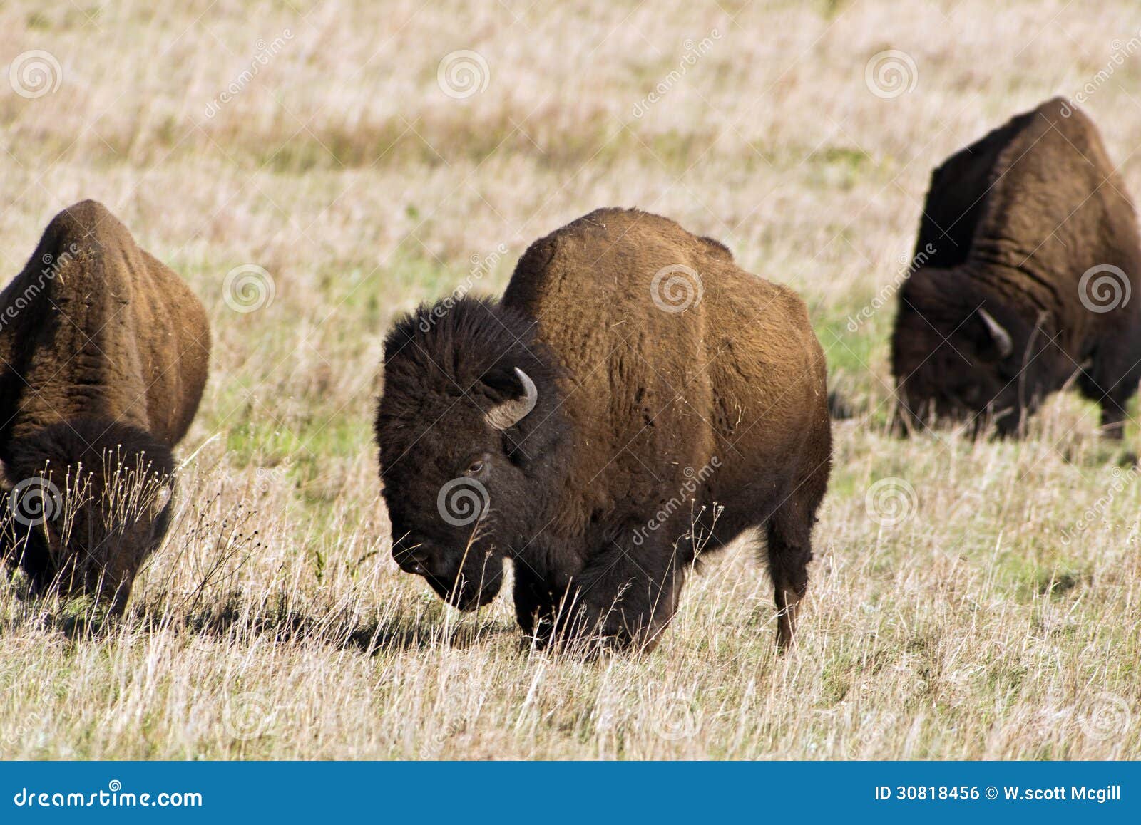 Buffalo (Bison Bison) At Yellowstone National Park Showing Shedding Fur ...