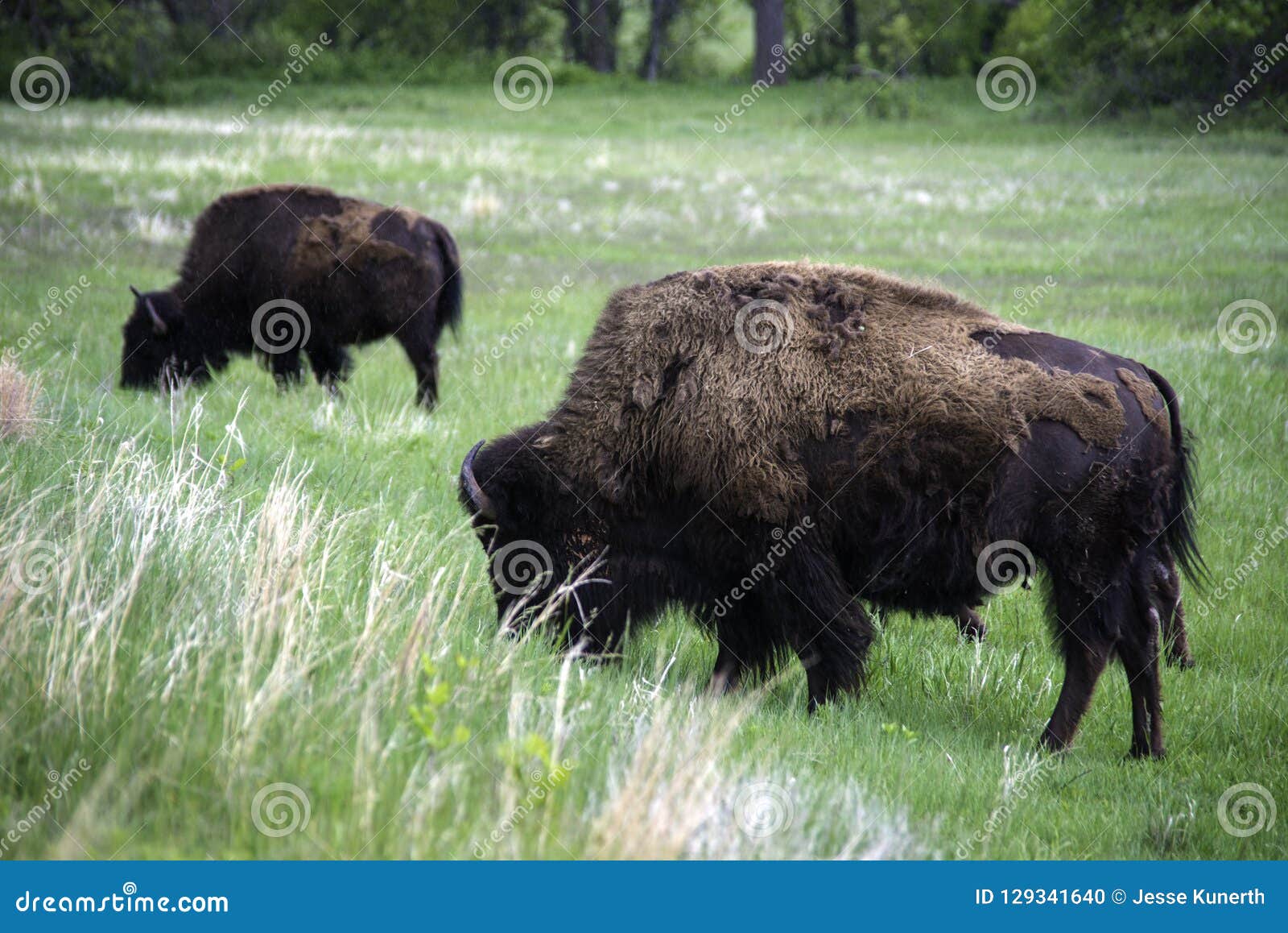 American Buffalo in Custer State Park Stock Photo - Image of park ...