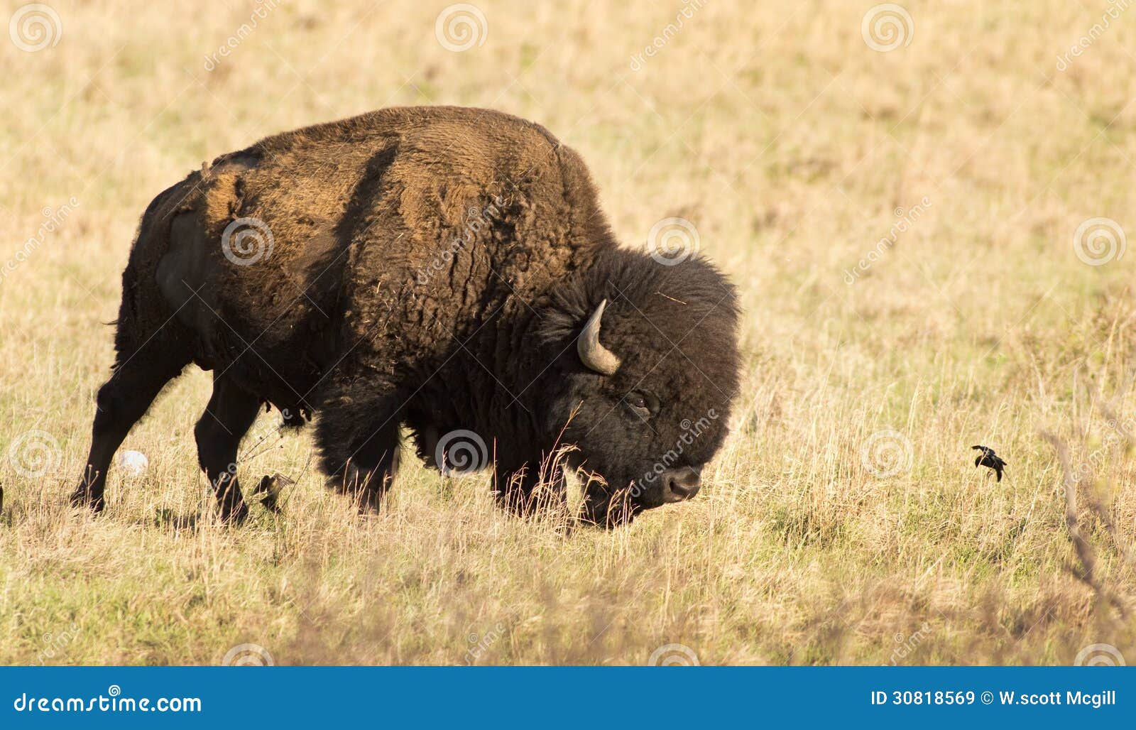 American Buffalo stock image. Image of horns, beef, icon - 30818569