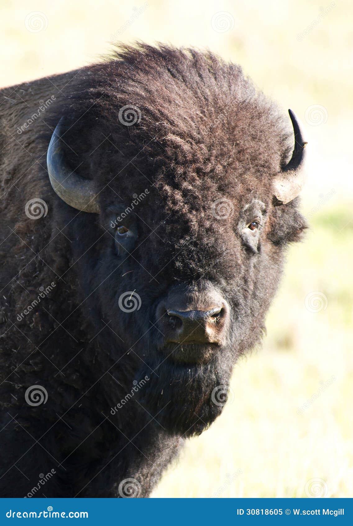 American Buffalo stock image. Image of beast, buffalo - 30818605