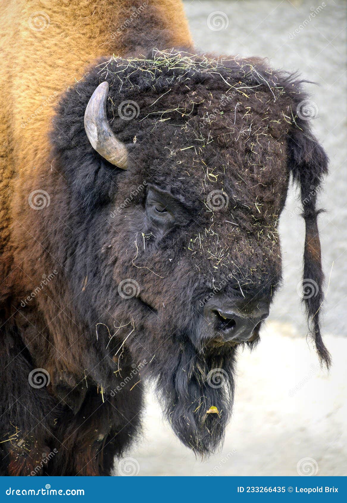 Big american buffalo stock image. Image of power, steer - 233266435