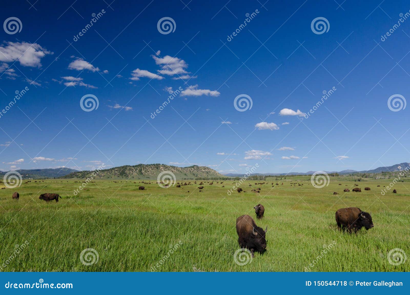 American Buffalo Hear in a Big Grass Field Stock Photo - Image of ...