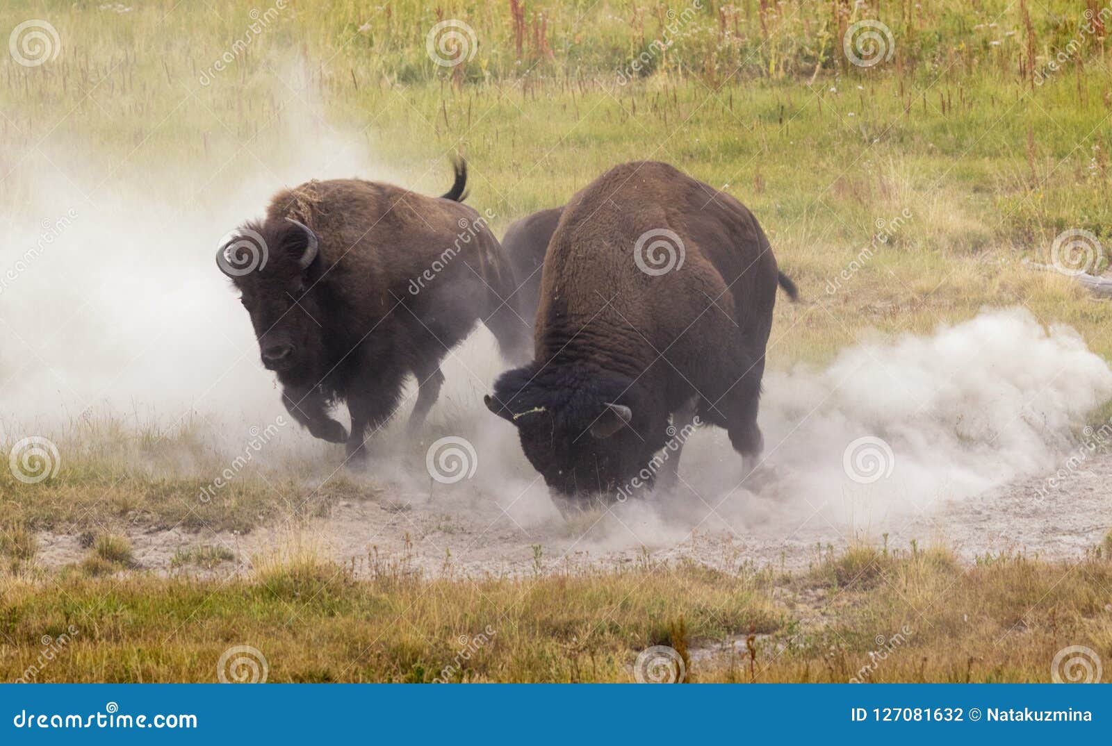 American Buffalos Bison Bison Stock Photo - Image of brown, bison ...
