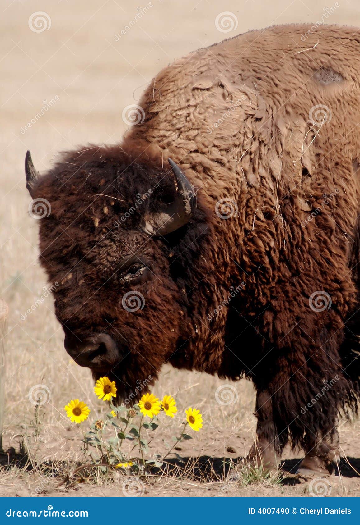 American Buffelo stock photo. Image of scenic, vacation - 4007490