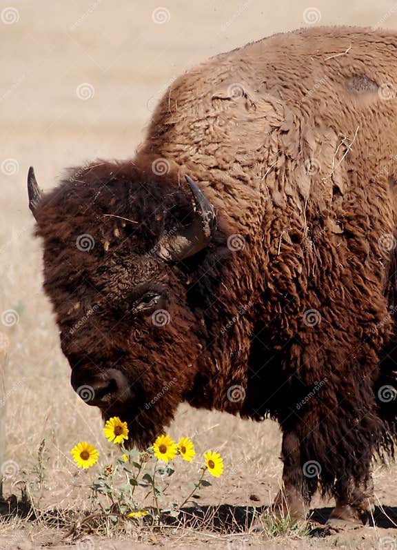 American Buffelo stock photo. Image of scenic, vacation - 4007490