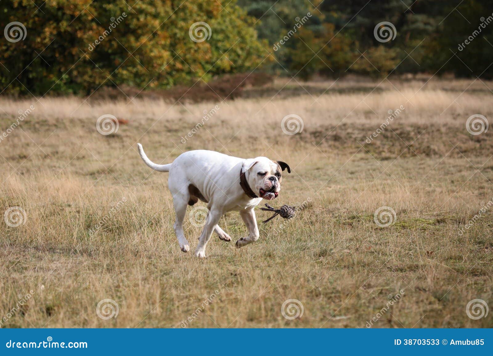 American Bulldog and a Ball Stock Image - Image of sunny, grass: 38703533