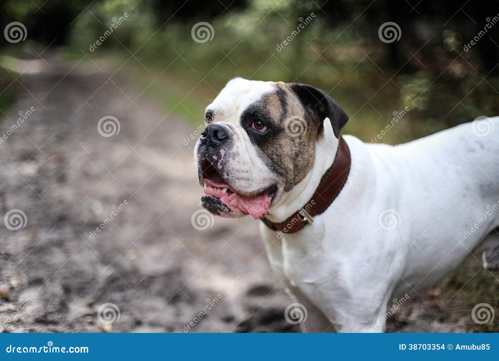 American bulldog close stock photo. Image of boxer, gums - 38703354