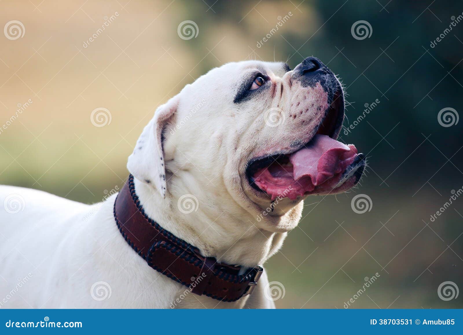 American bulldog happy stock image. Image of collar, animal - 38703531