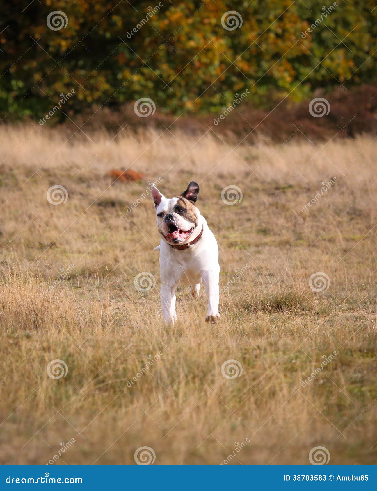 American bulldog running stock image. Image of outdoors - 38703583