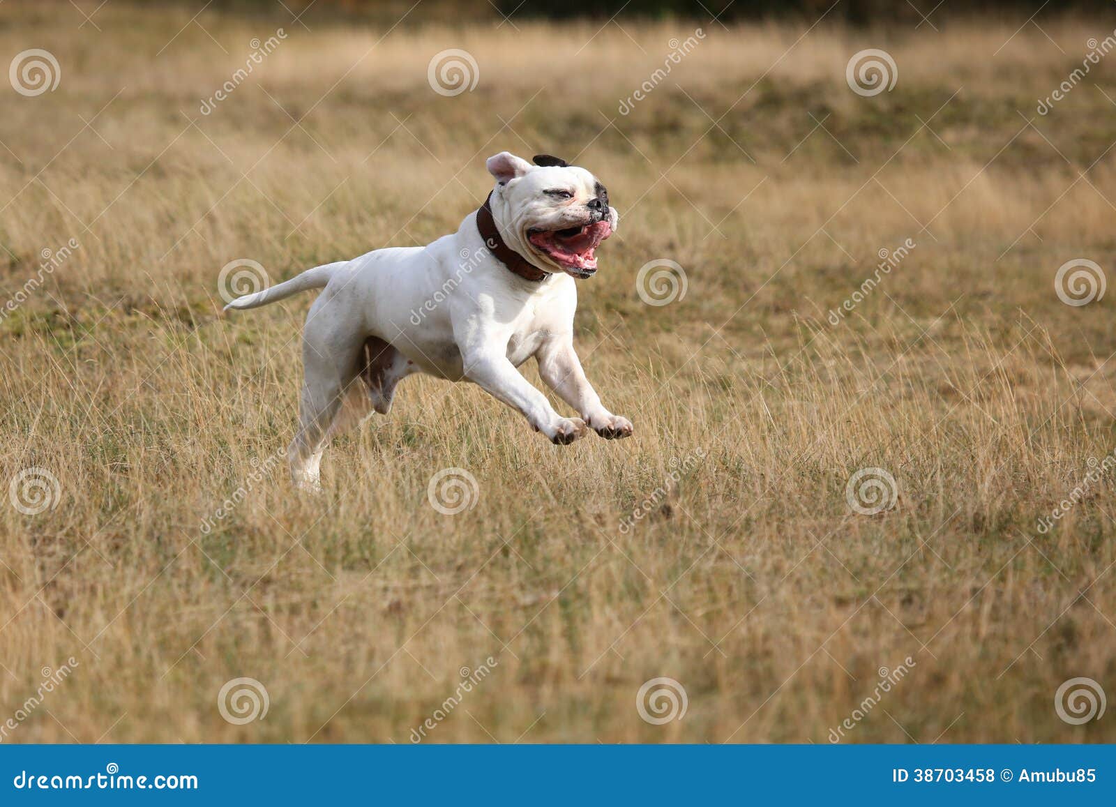 American bulldog running stock photo. Image of ball, heavy - 38703458