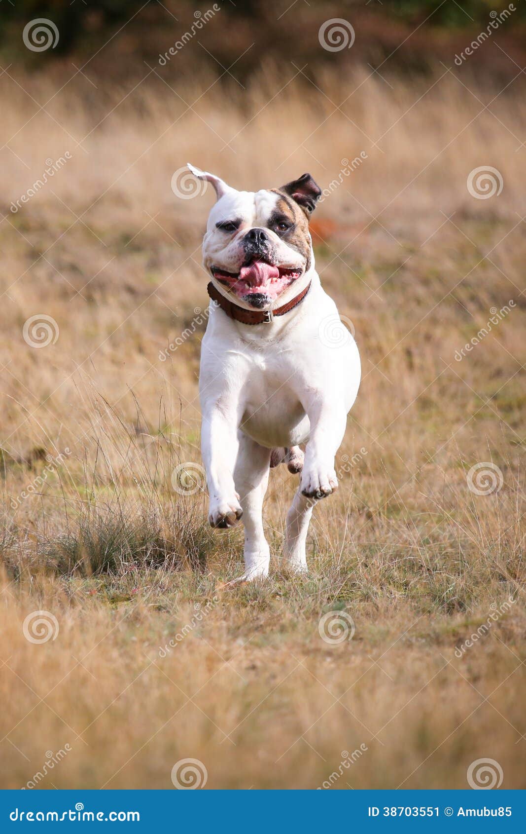 American bulldog running stock image. Image of doggy - 38703551