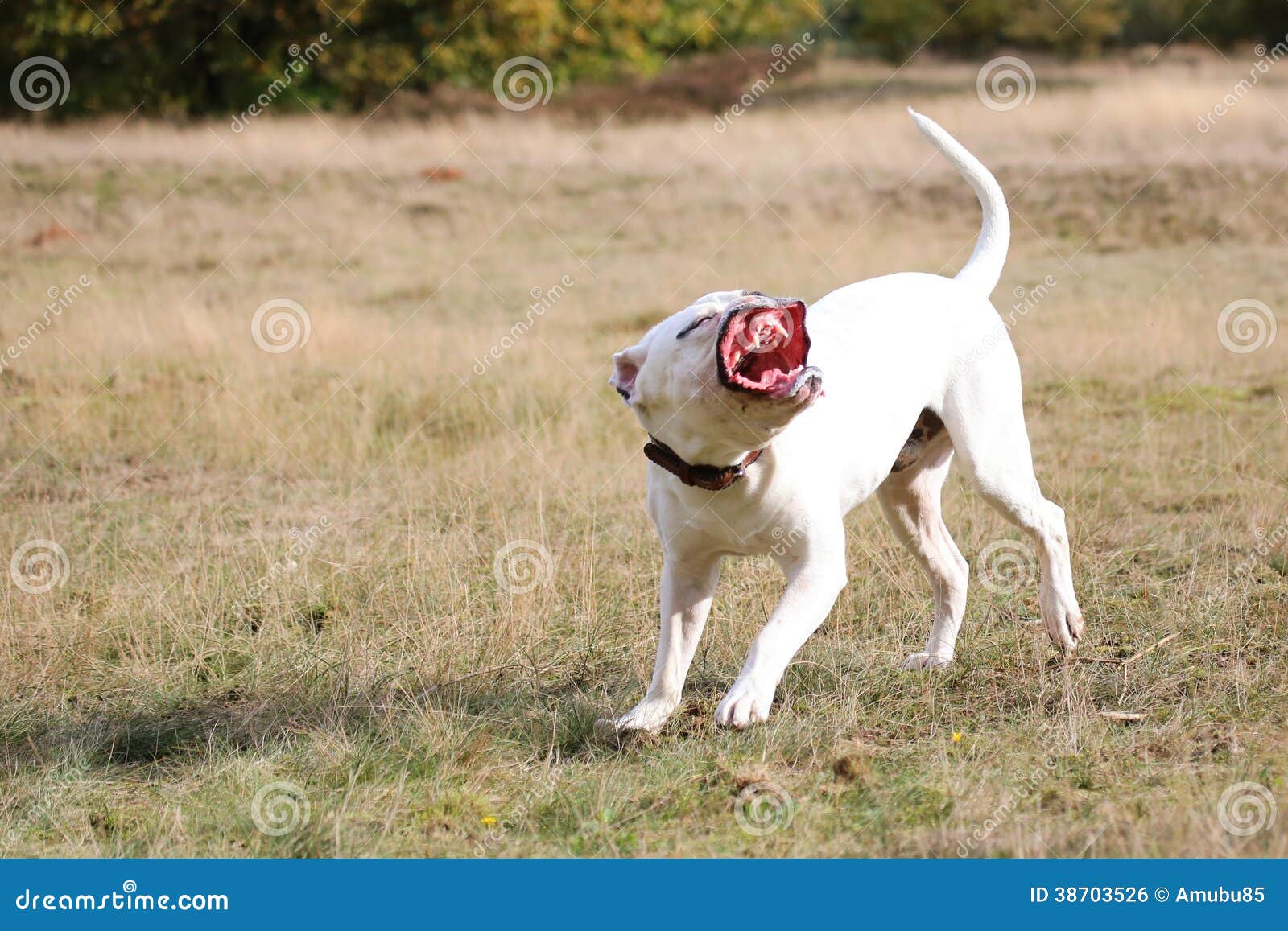 American bulldog scary stock photo. Image of spike, american - 38703526