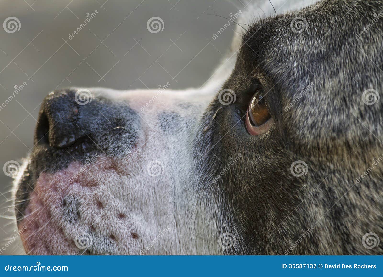 American Bull Dog stock photo. Image of nose, looking - 35587132