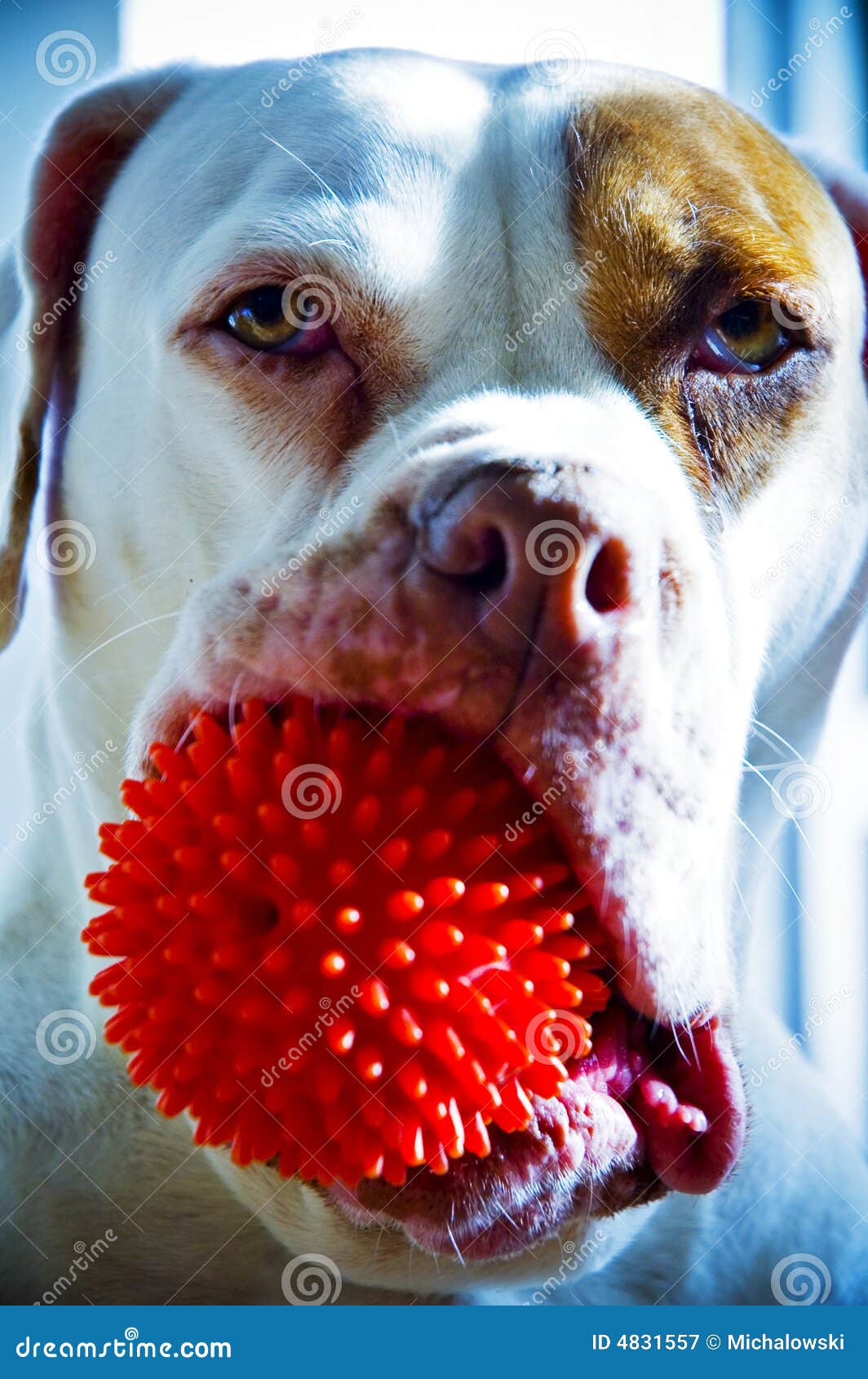 American Bulldog stock image. Image of balls, combat, dangerous - 4831557