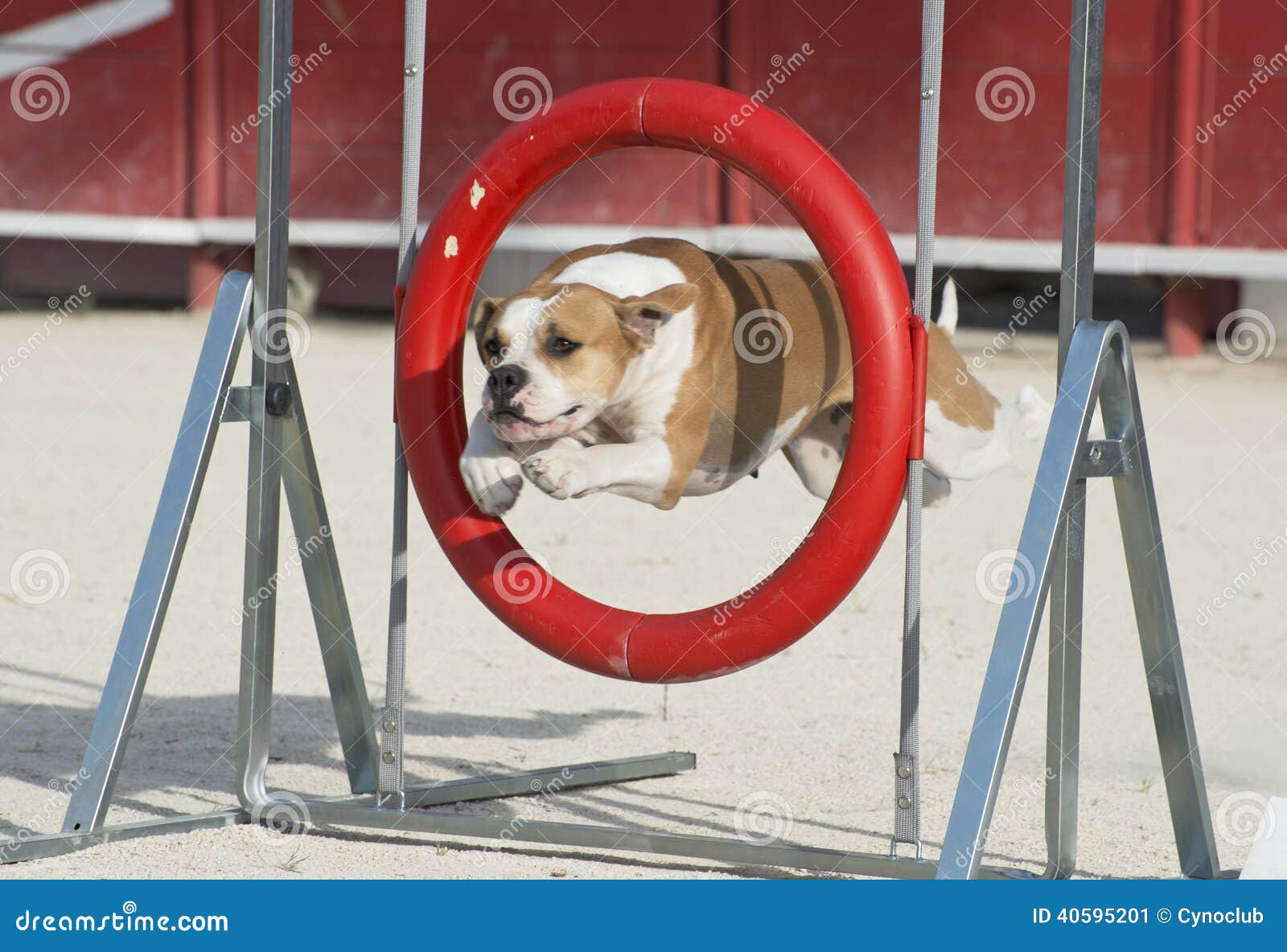 How High Can American Bulldogs Jump