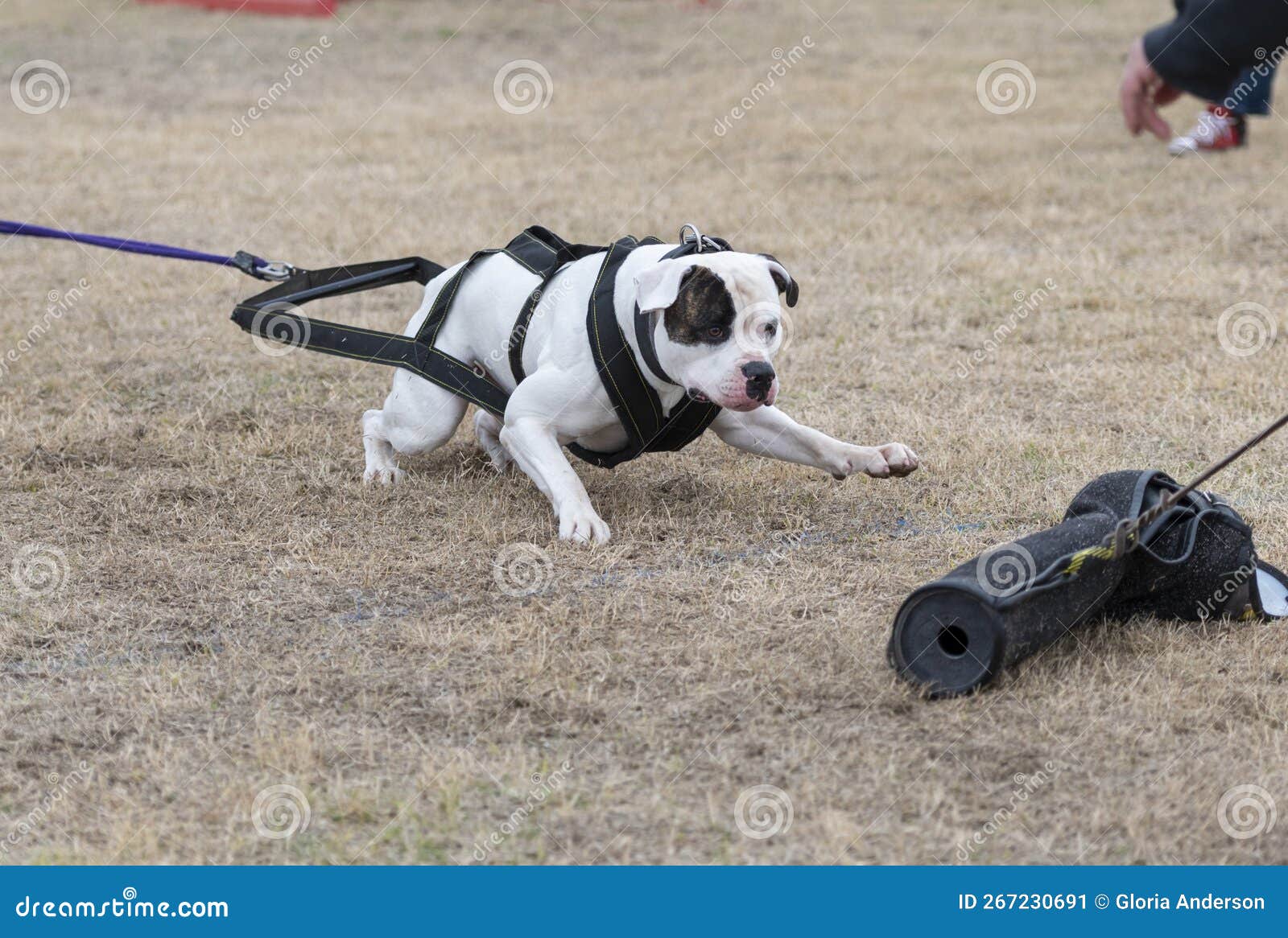 American Bulldog Pulling for a Lure at a Weight Pull Stock Image ...