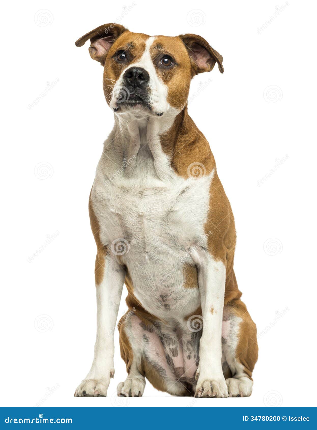 American Bulldog Sitting, Isolated Stock Photo - Image of vertebrate ...