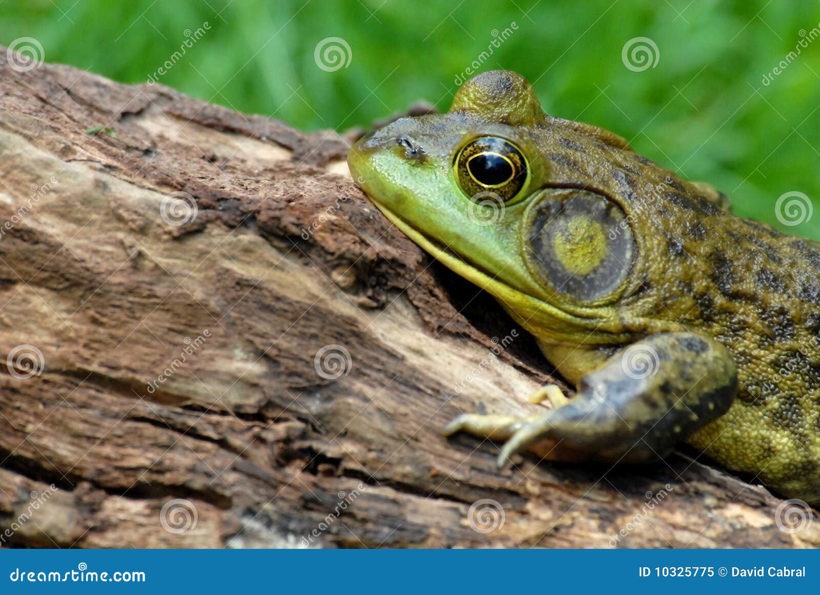 Bullfrog On A Log Stock Photography | CartoonDealer.com #15207344