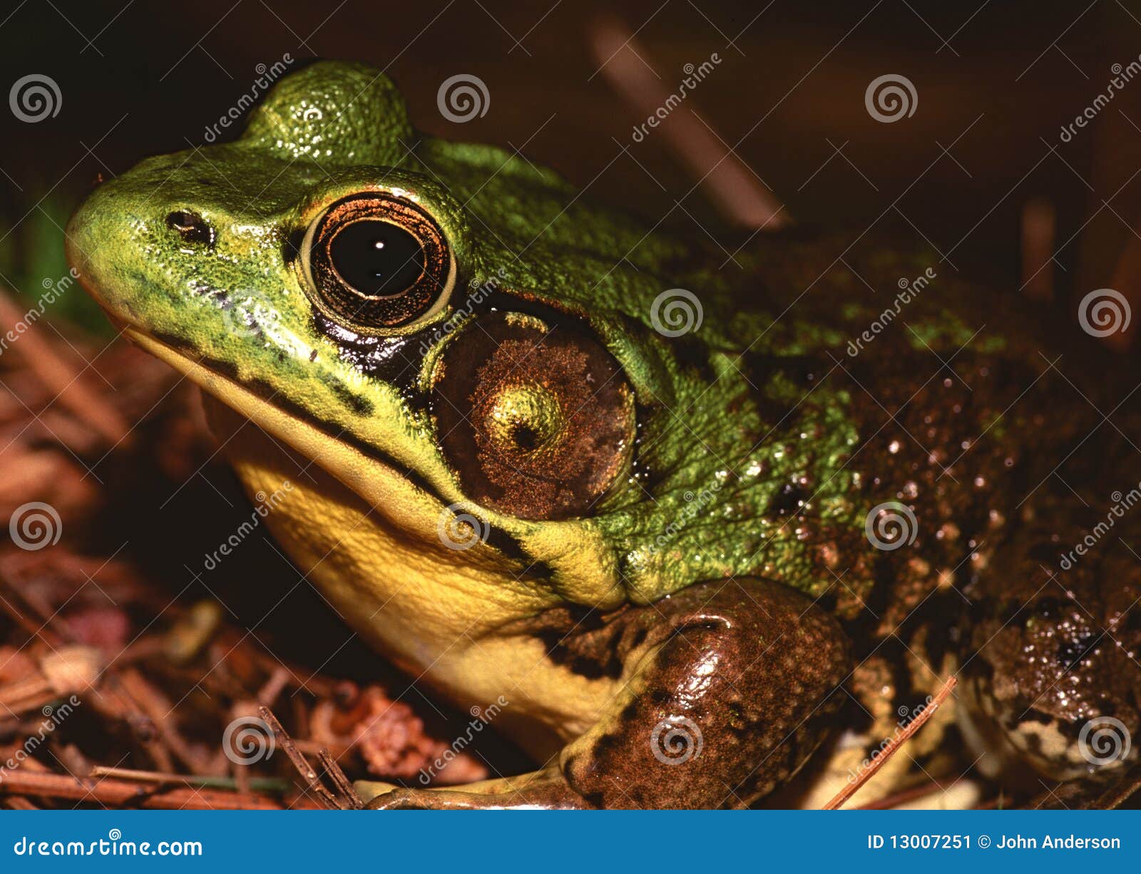 American Bullfrog stock image. Image of american, bullfrog - 13007251