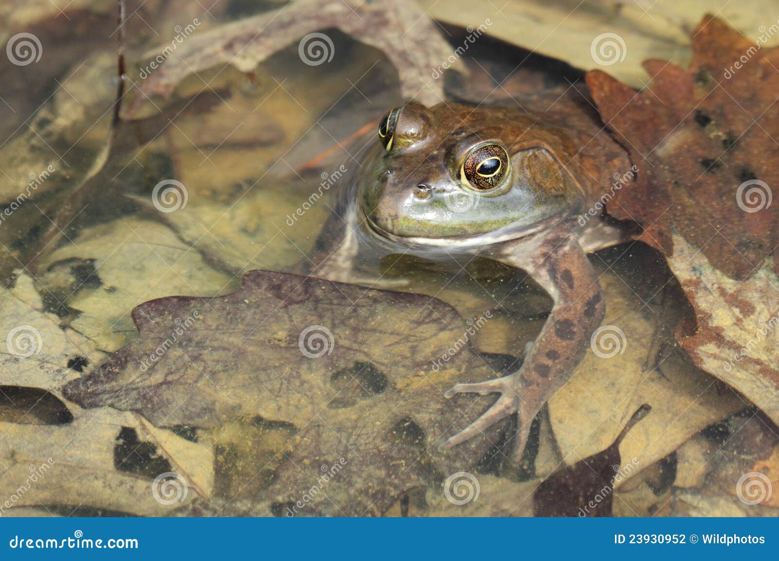 American bullfrog stock photo. Image of anura, large - 23930952