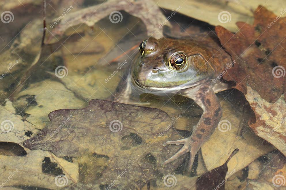 American bullfrog stock photo. Image of anura, large - 23930952