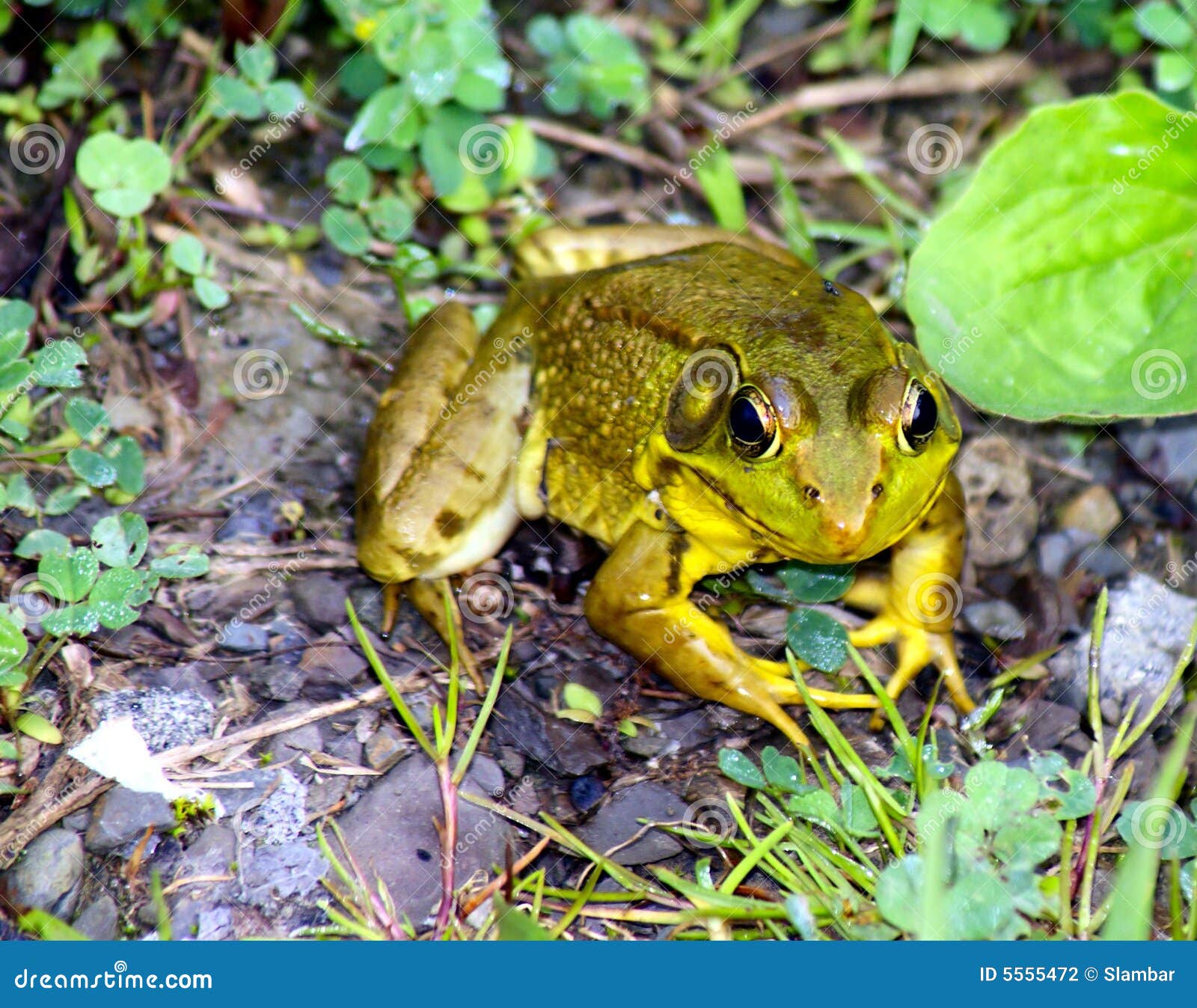 American Bullfrog stock photo. Image of green, critter - 5555472