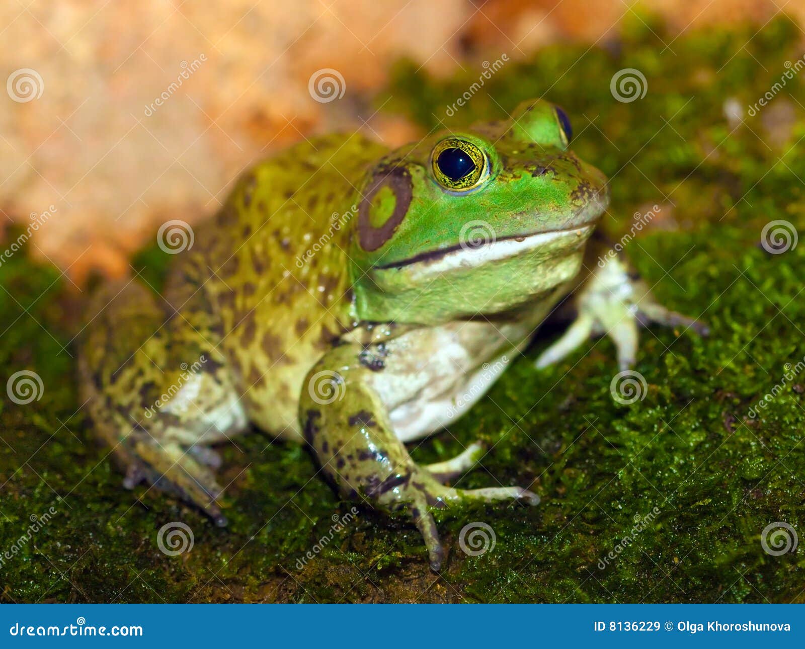 American bullfrog stock image. Image of sitting, green - 8136229