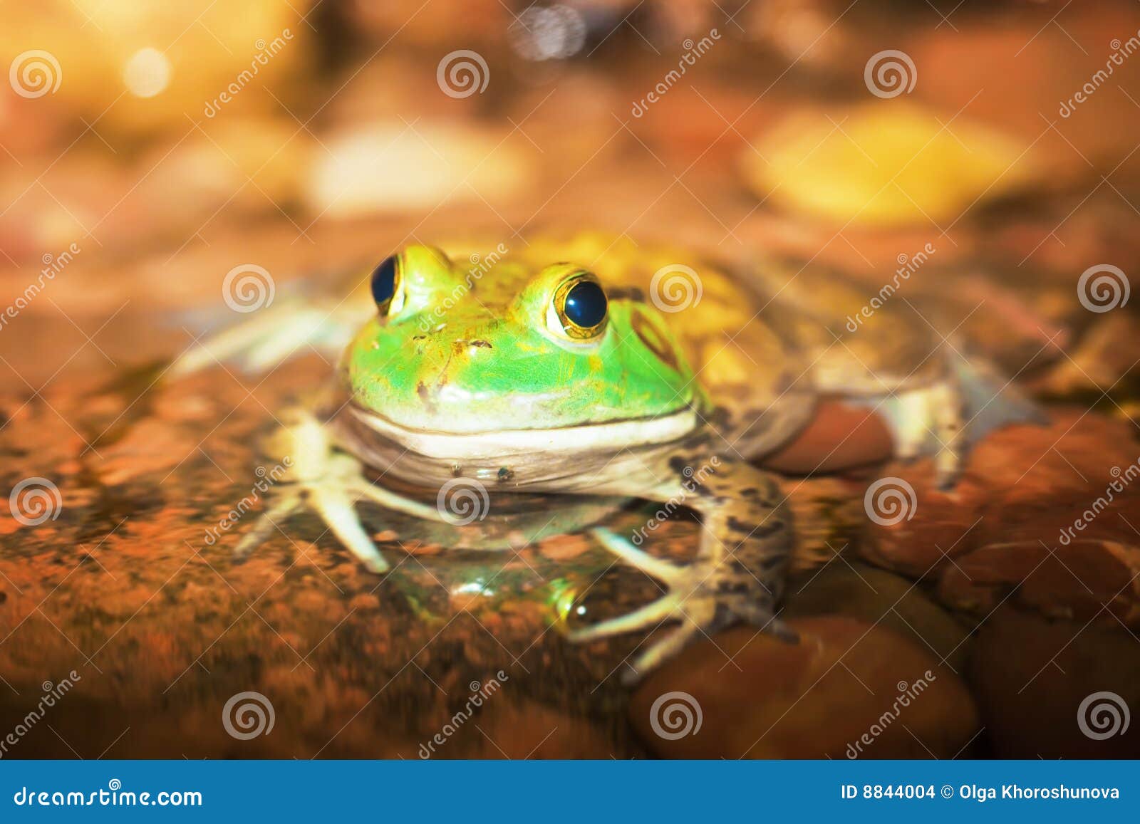 American bullfrog stock photo. Image of pets, tropical - 8844004
