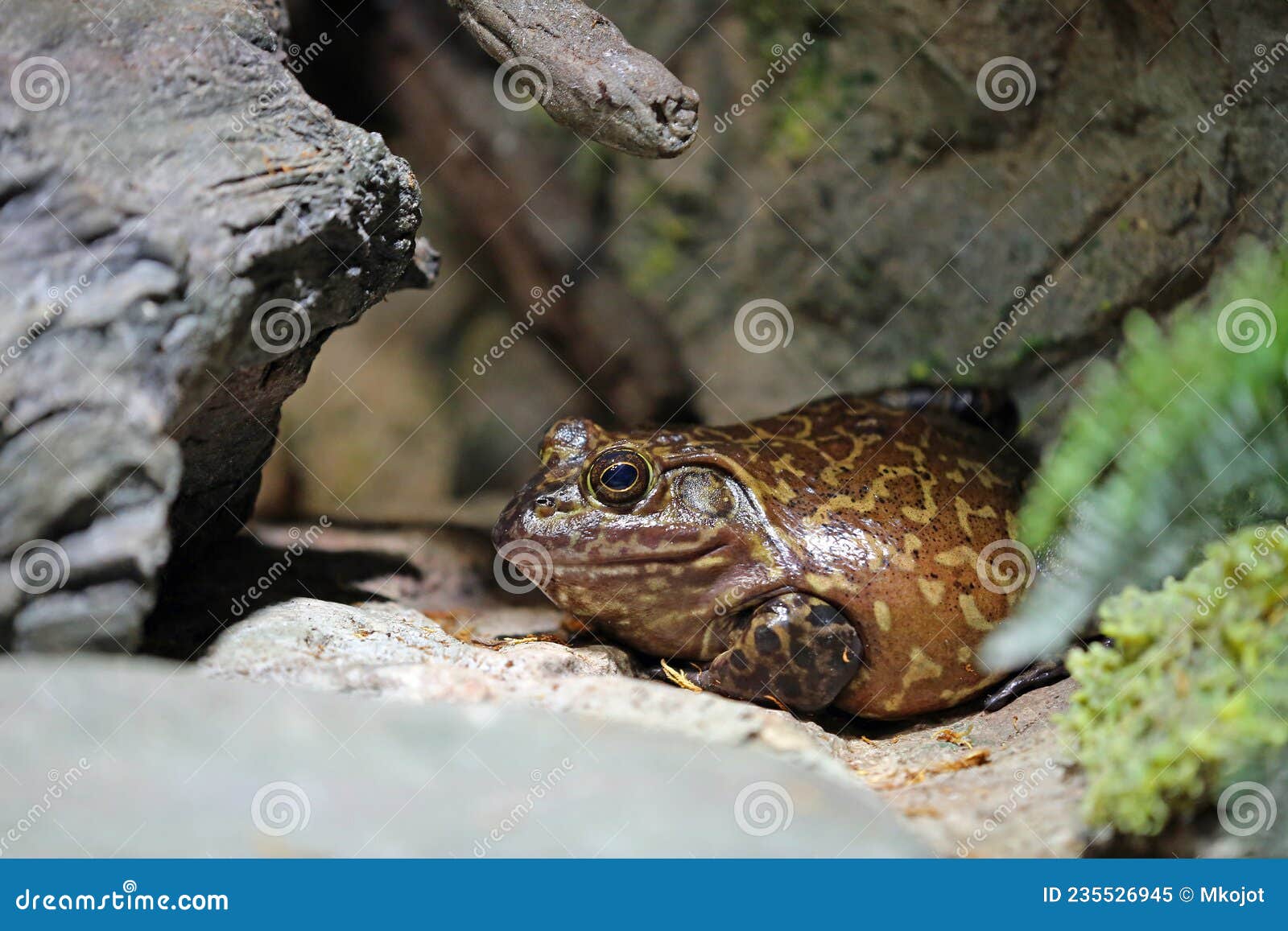 American Bullfrog stock image. Image of forest, outdoor - 235526945