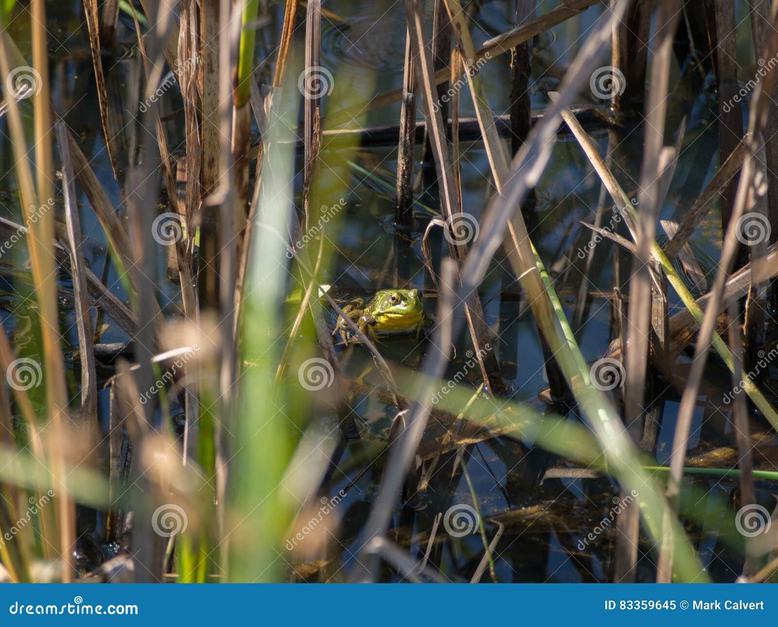 American Bullfrog in the Grass Stock Image - Image of frog, hidden ...