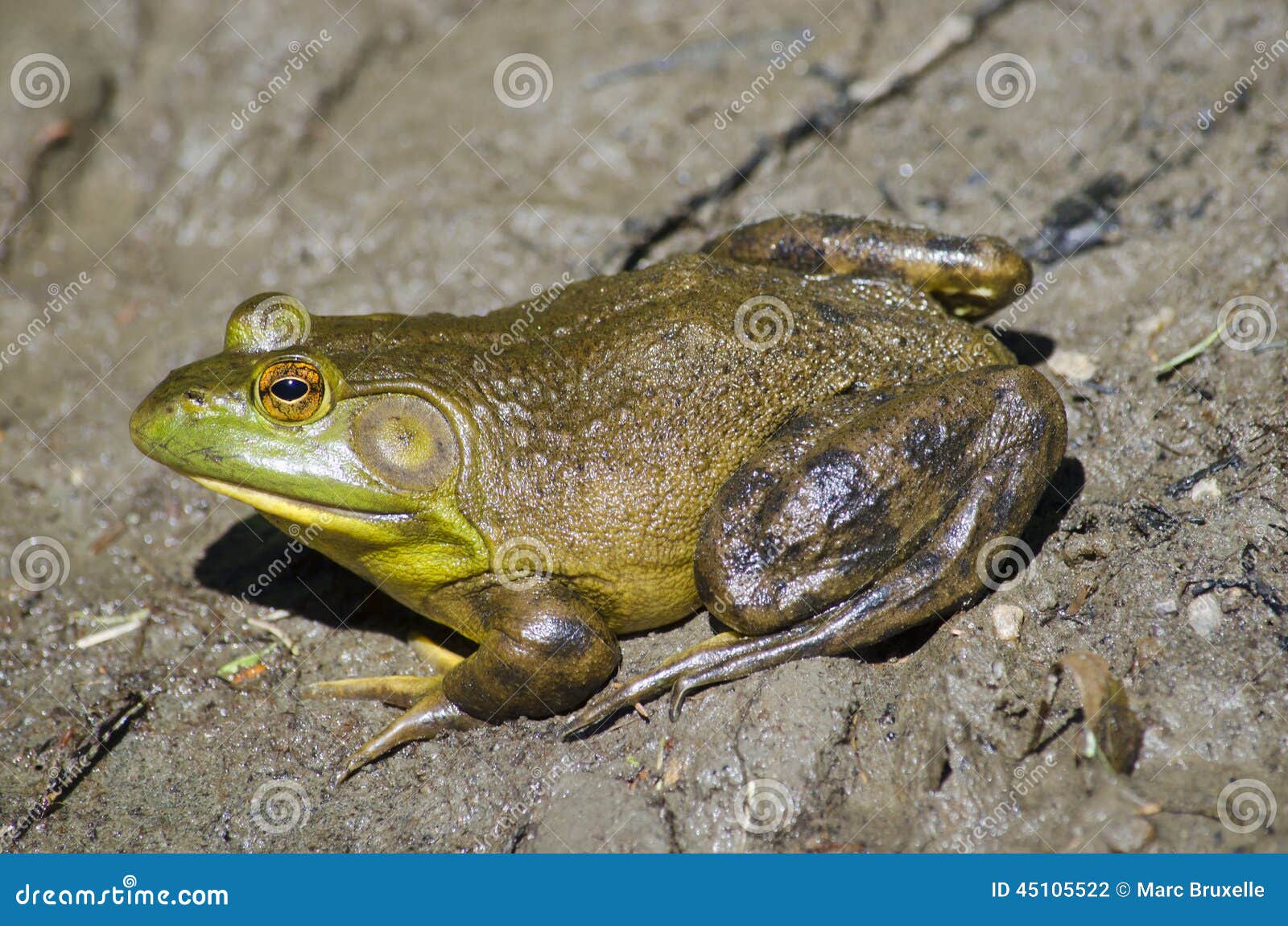Bullfrog On A Log Stock Photography | CartoonDealer.com #15207344