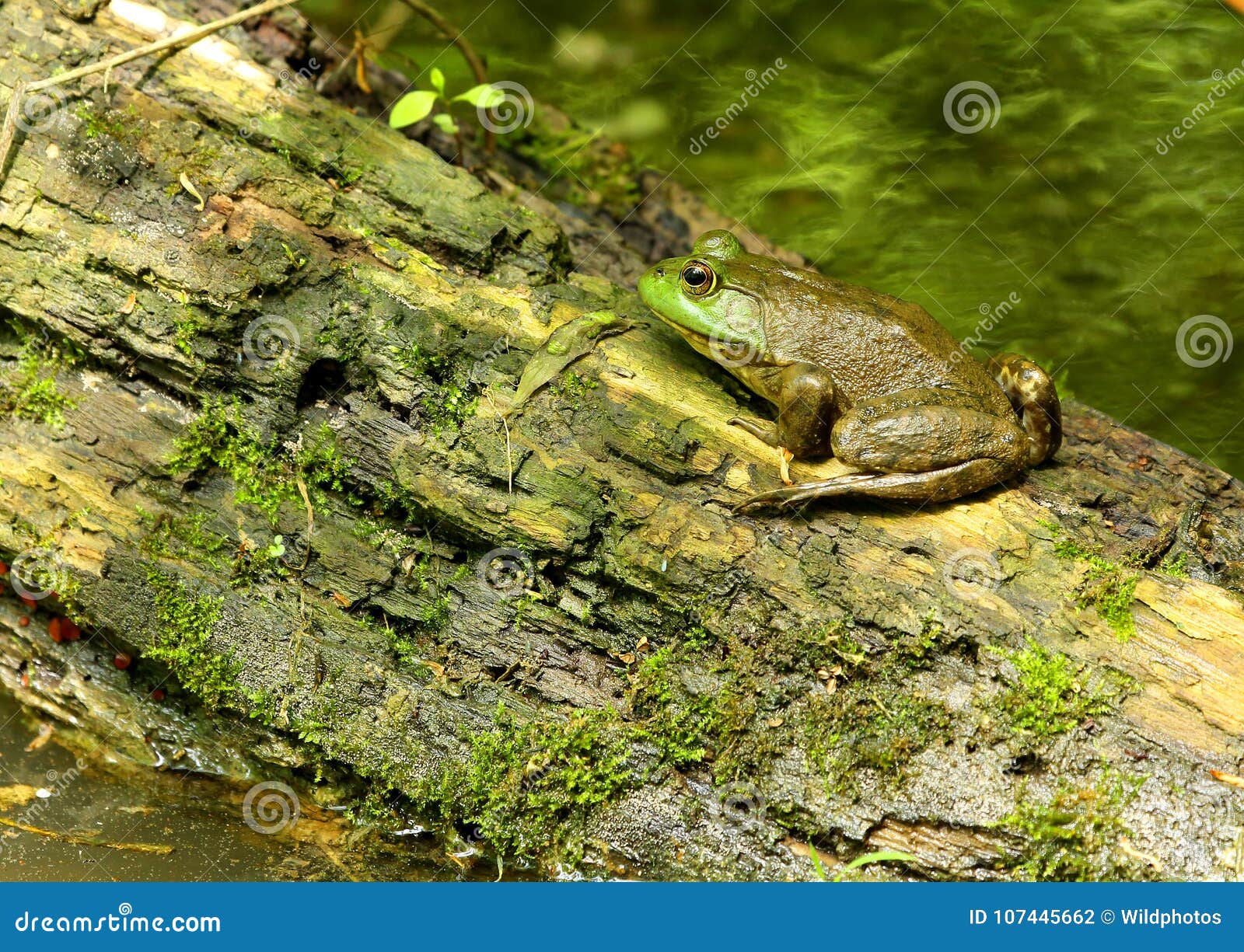American bullfrog on a log stock photo. Image of floats - 107445662