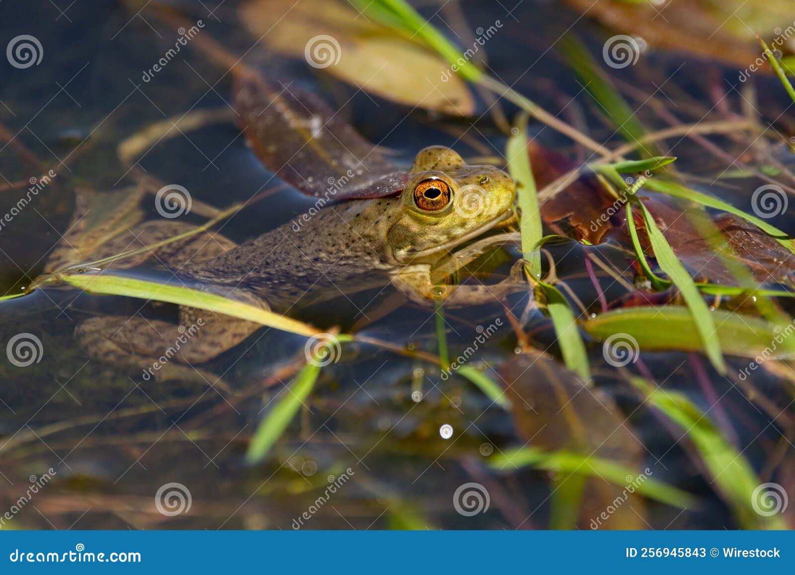 American Bullfrog Sits in a Layer of Green Pond Stock Image - Image of ...