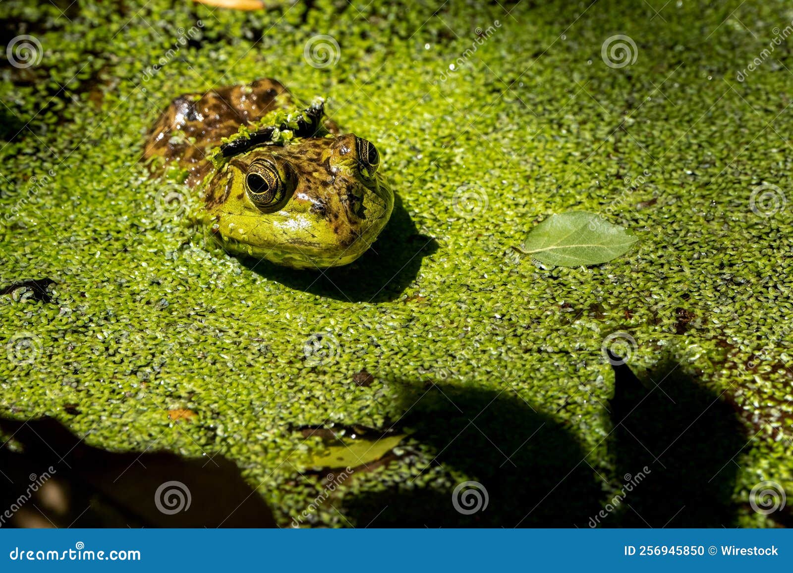 American Bullfrog Sits in a Layer of Green Pond Stock Photo - Image of ...