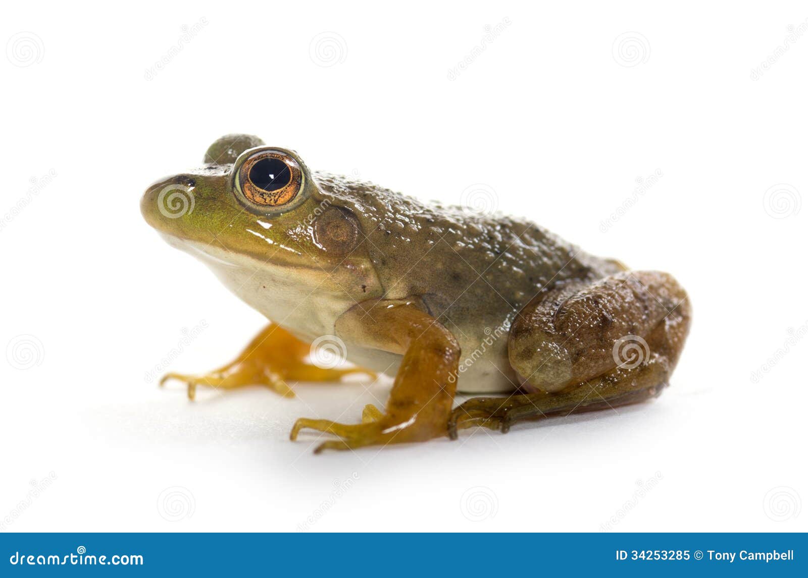 American Bullfrog White Background Photos - Free & Royalty-Free Stock ...
