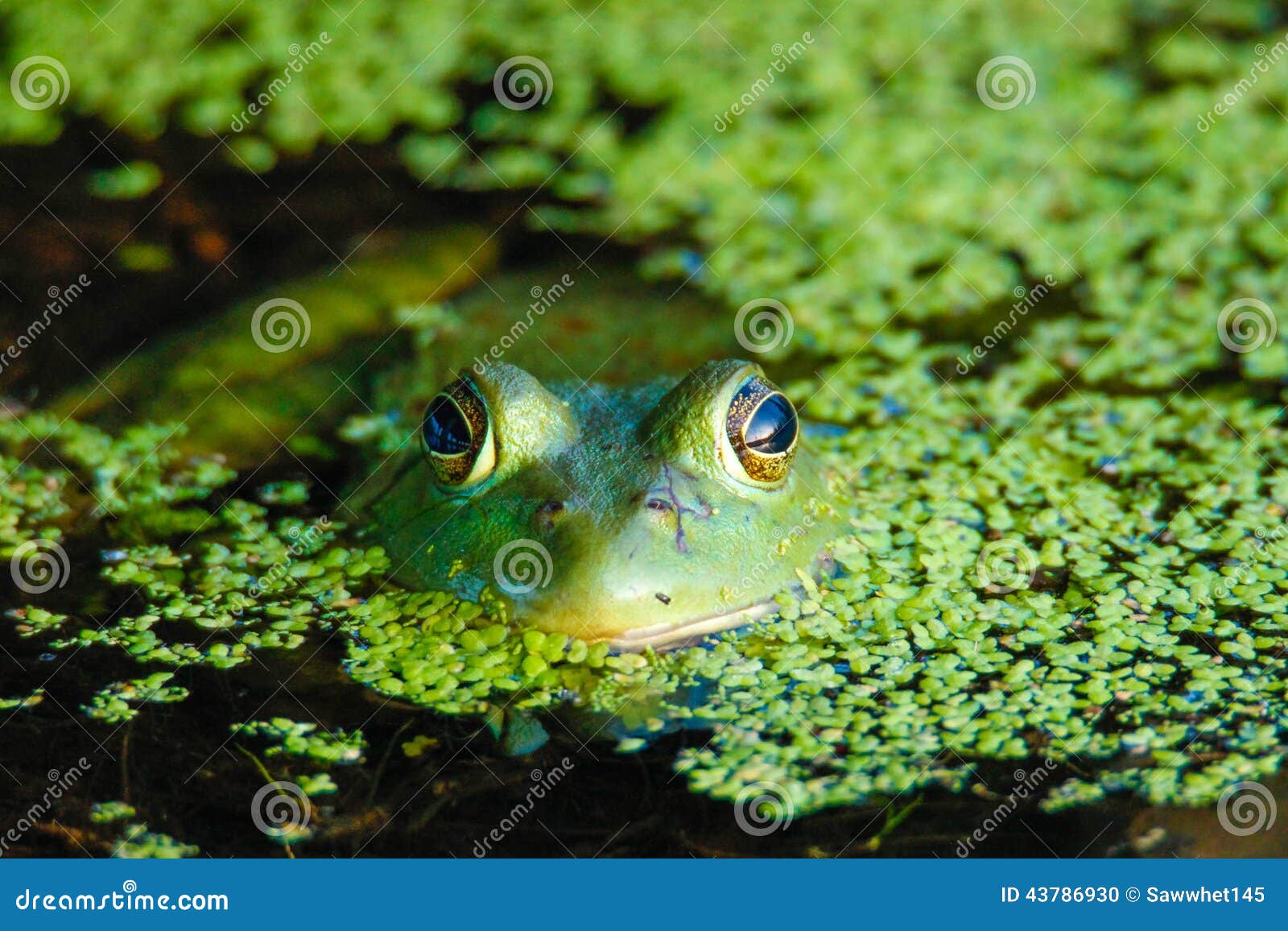 American bullfrog stock photo. Image of green, jersey - 43786930