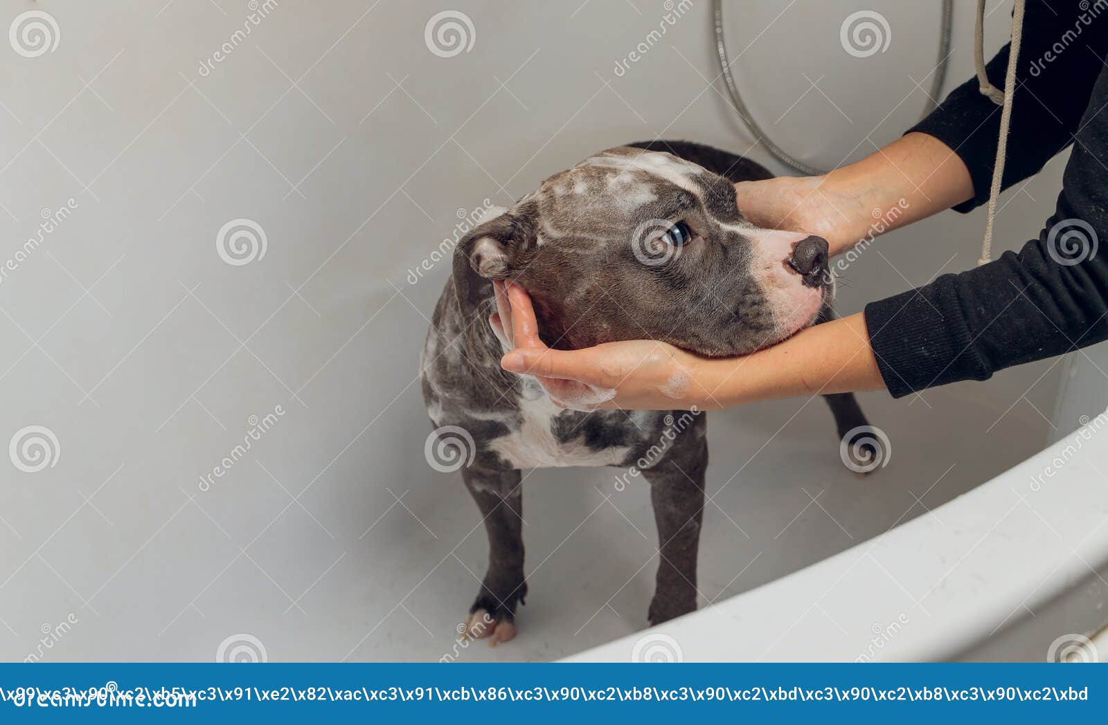 American Bully Bathing, Pitbull, Dog Cleaning, Dog Wet a Bath. Stock ...