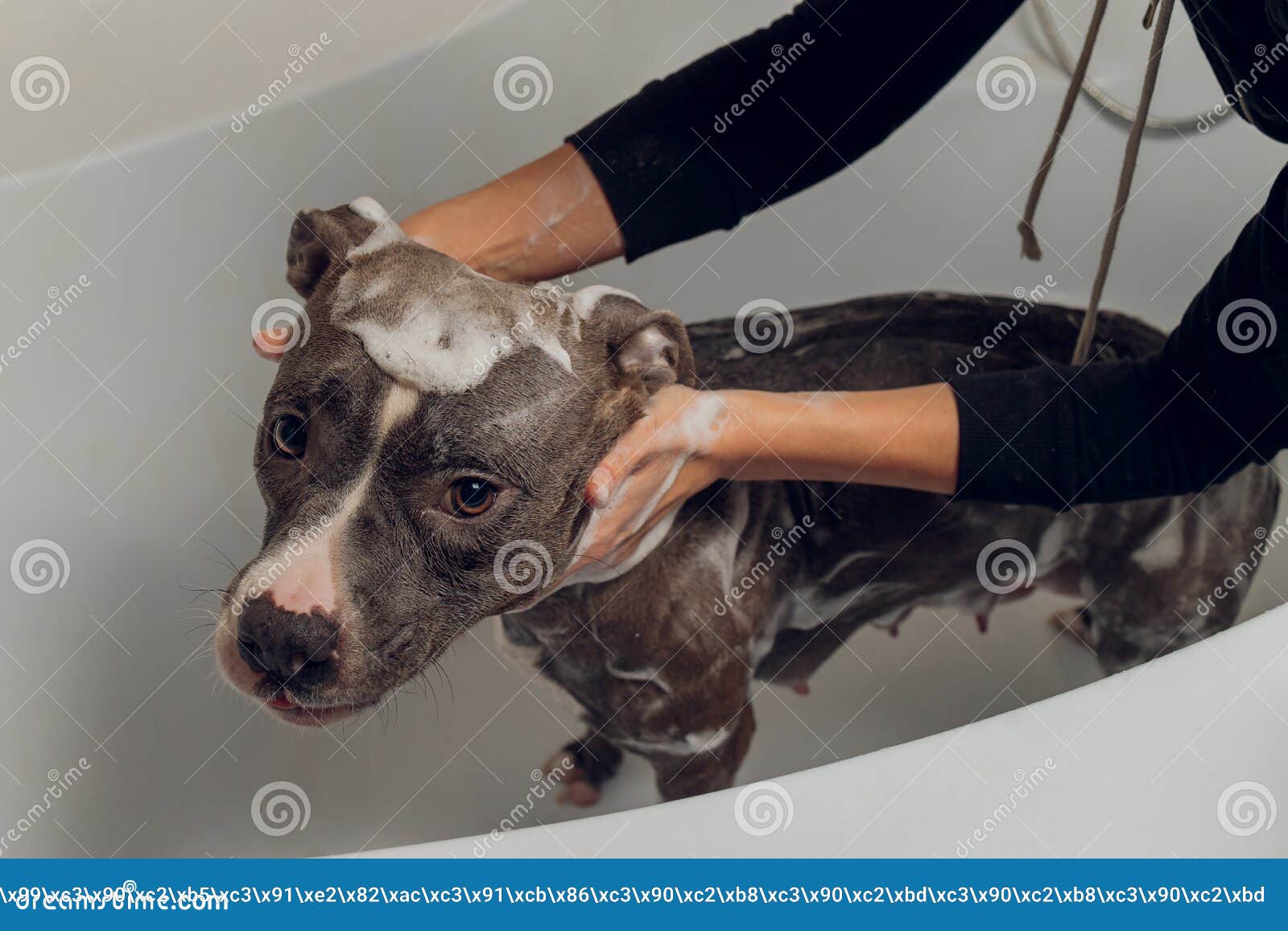 American Bully Bathing, Pitbull, Dog Cleaning, Dog Wet a Bath. Stock ...
