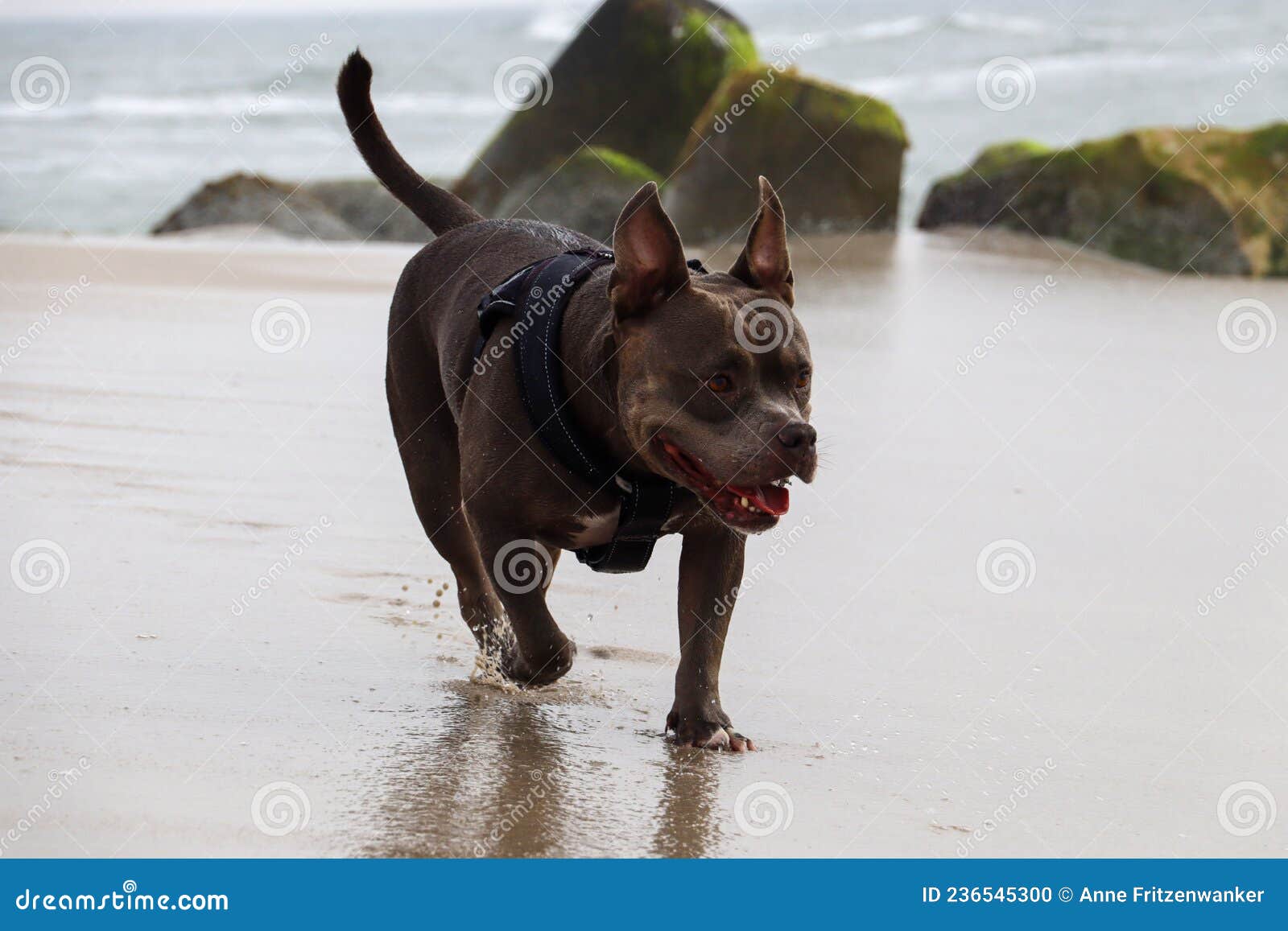 American Bully at the Beach Stock Photo - Image of north, bully: 236545300